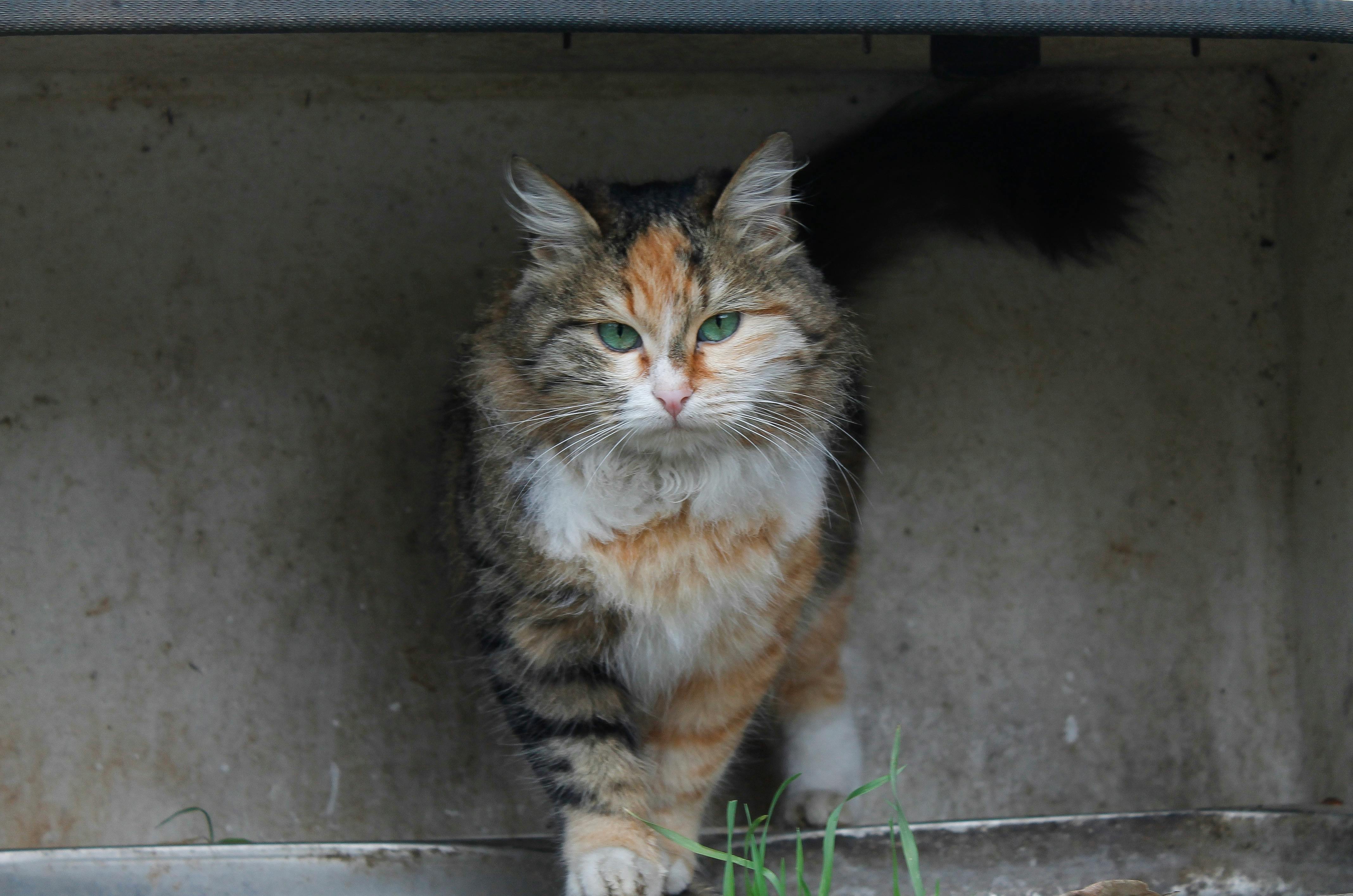 The Common 13 Cat Personality Types: Which Is Your Cat? - CatBounty