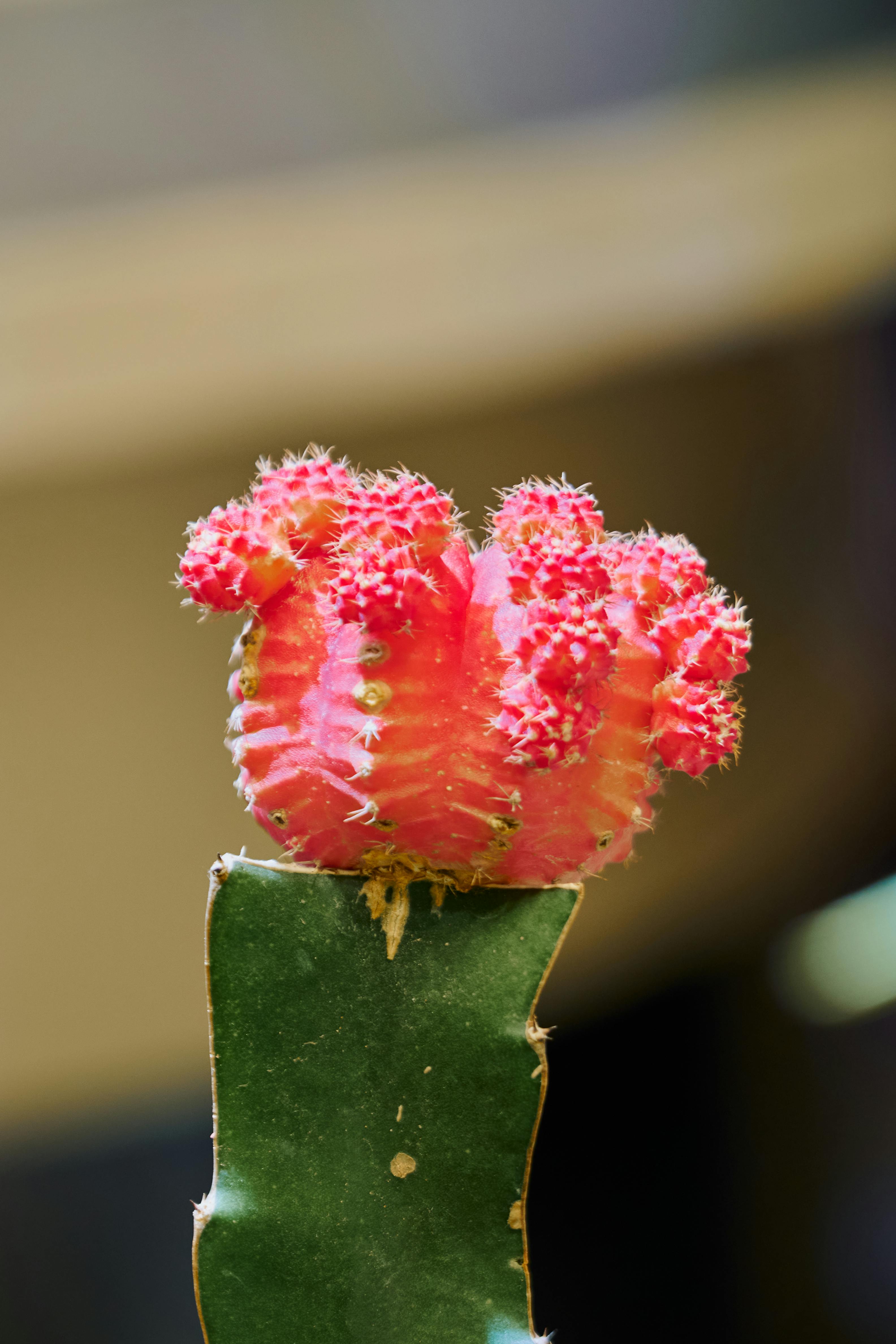 Suki Lee - Photography