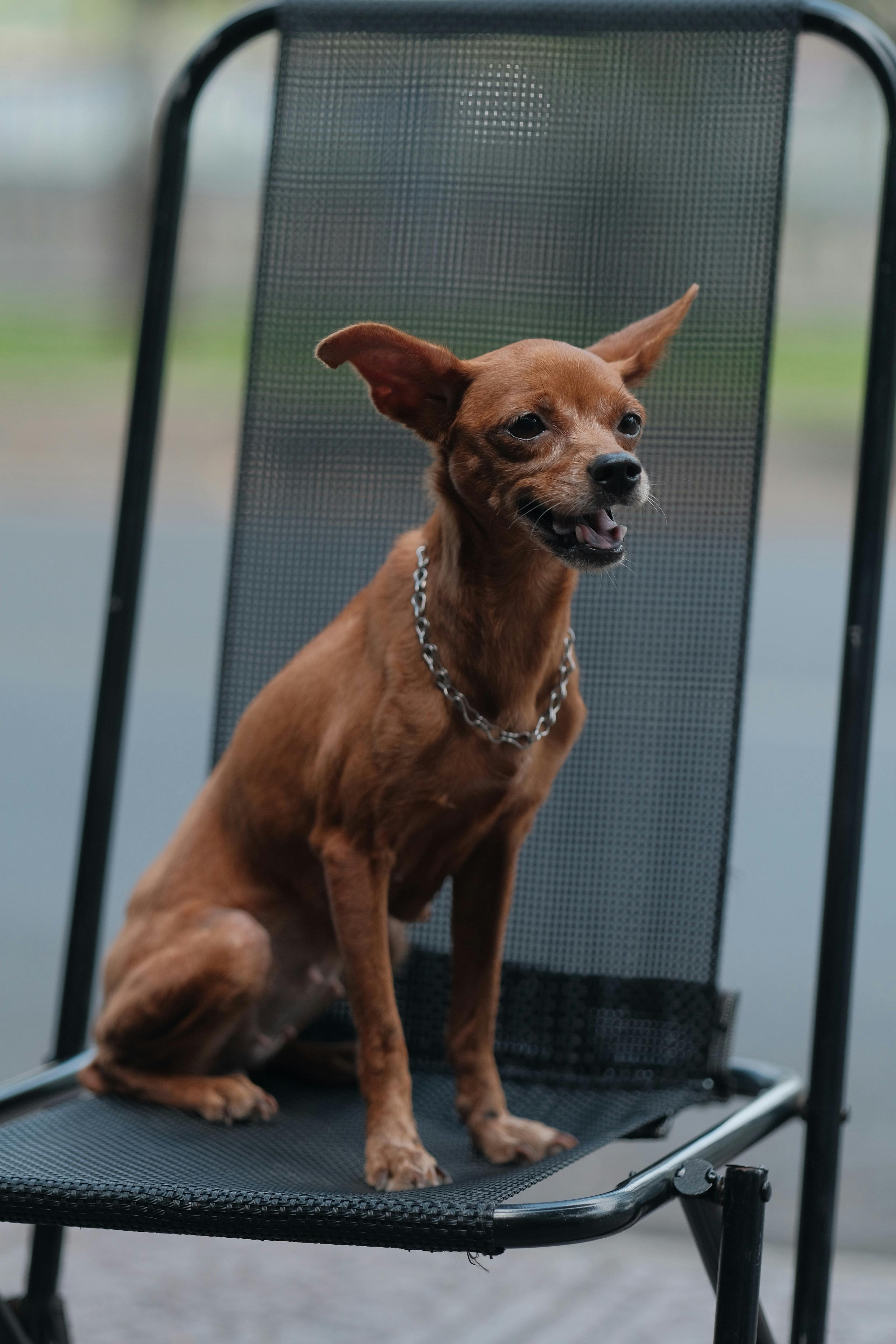 Puppy Dog Sitting on Chair · Free Stock Photo