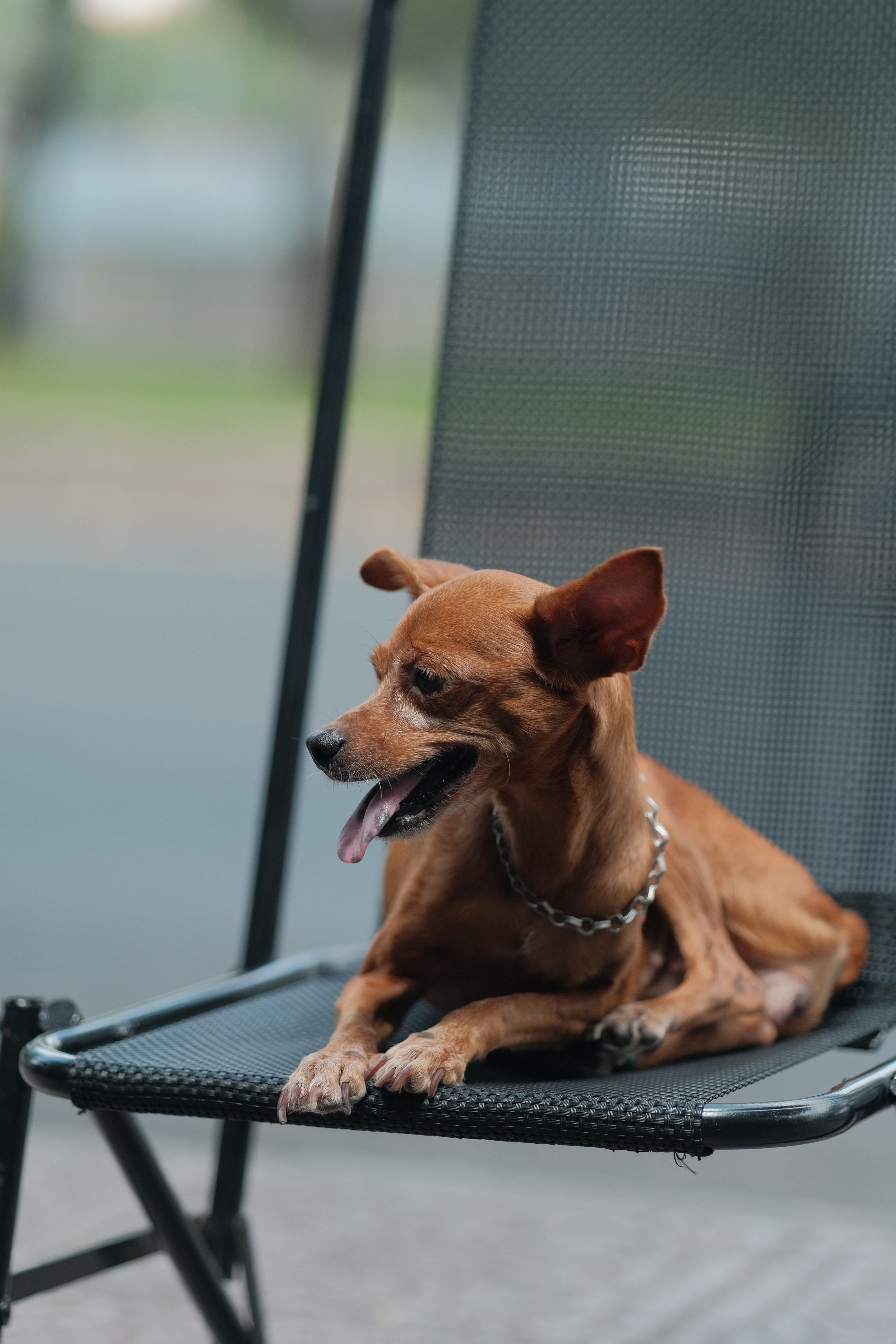 Smiling Dog Sitting on Chair · Free Stock Photo