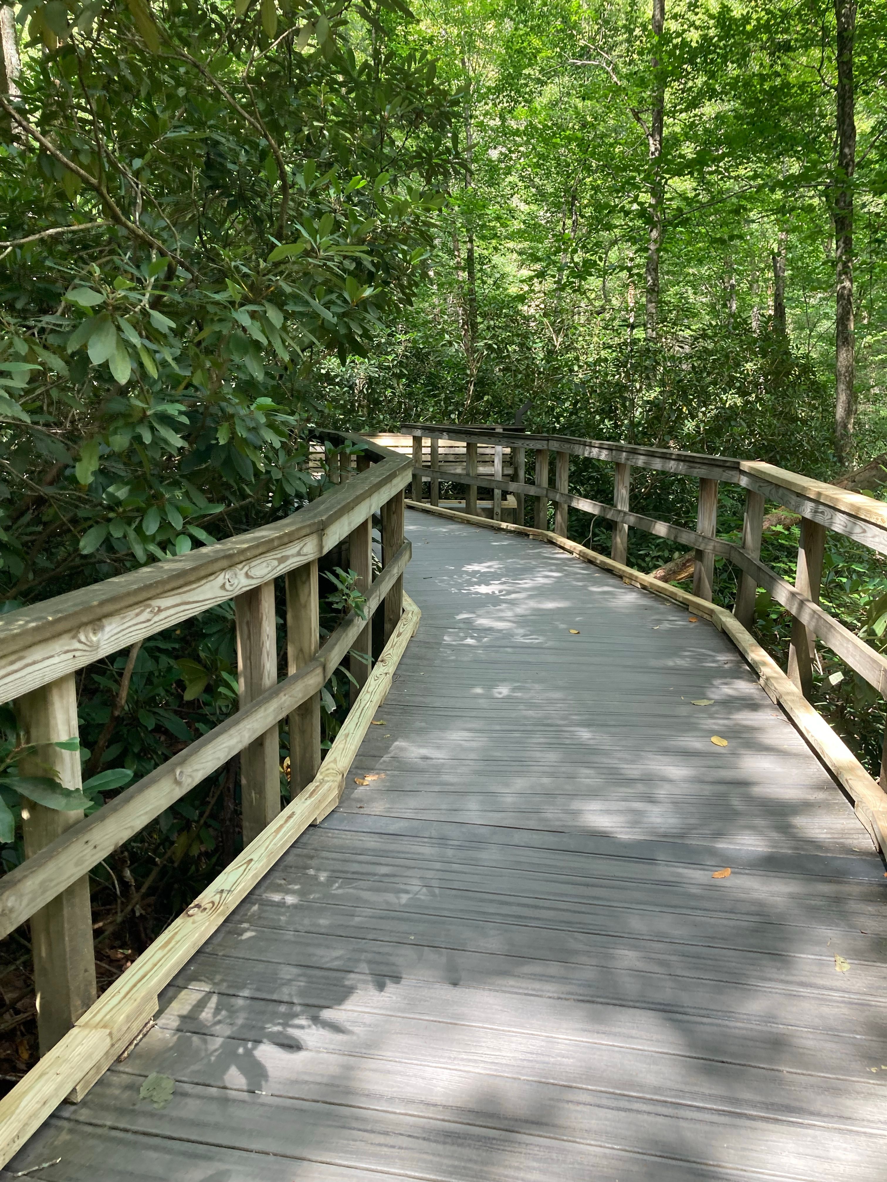 Boardwalk through Forest in Summer · Free Stock Photo