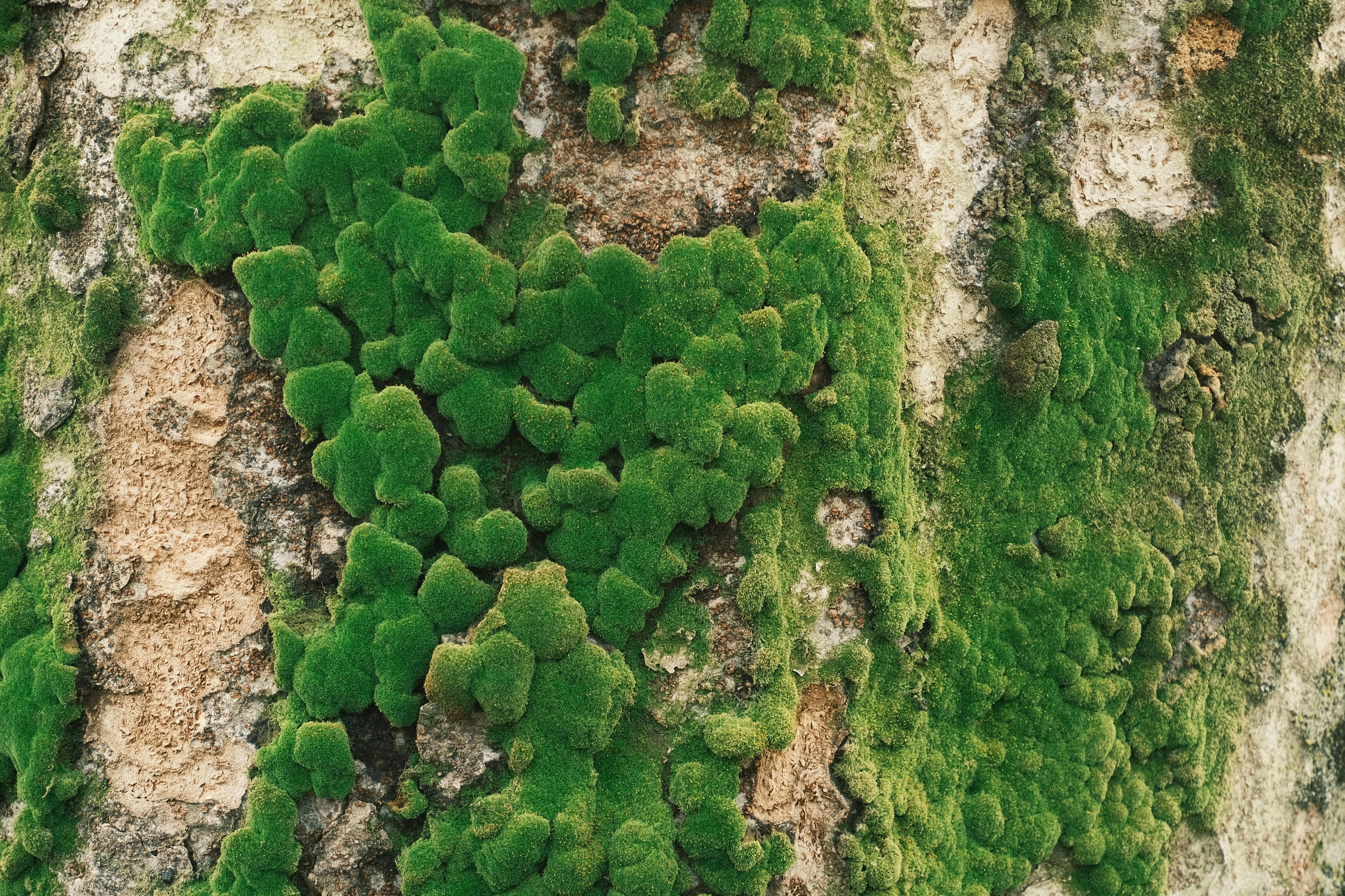 Phylum Bryophyta Photos, Download The BEST Free Phylum Bryophyta Stock ...