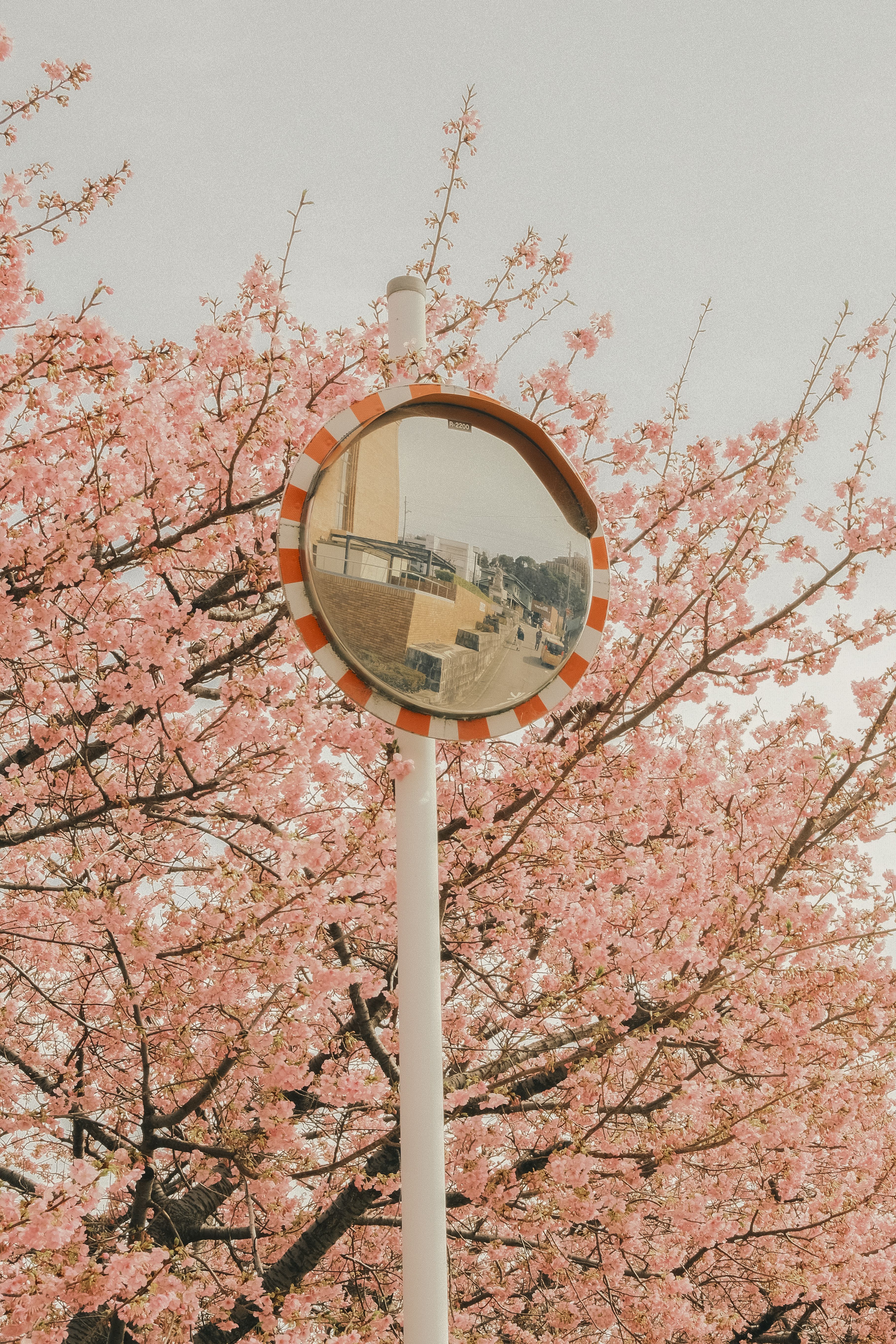 Convex Mirror against Cherry Blossoms · Free Stock Photo