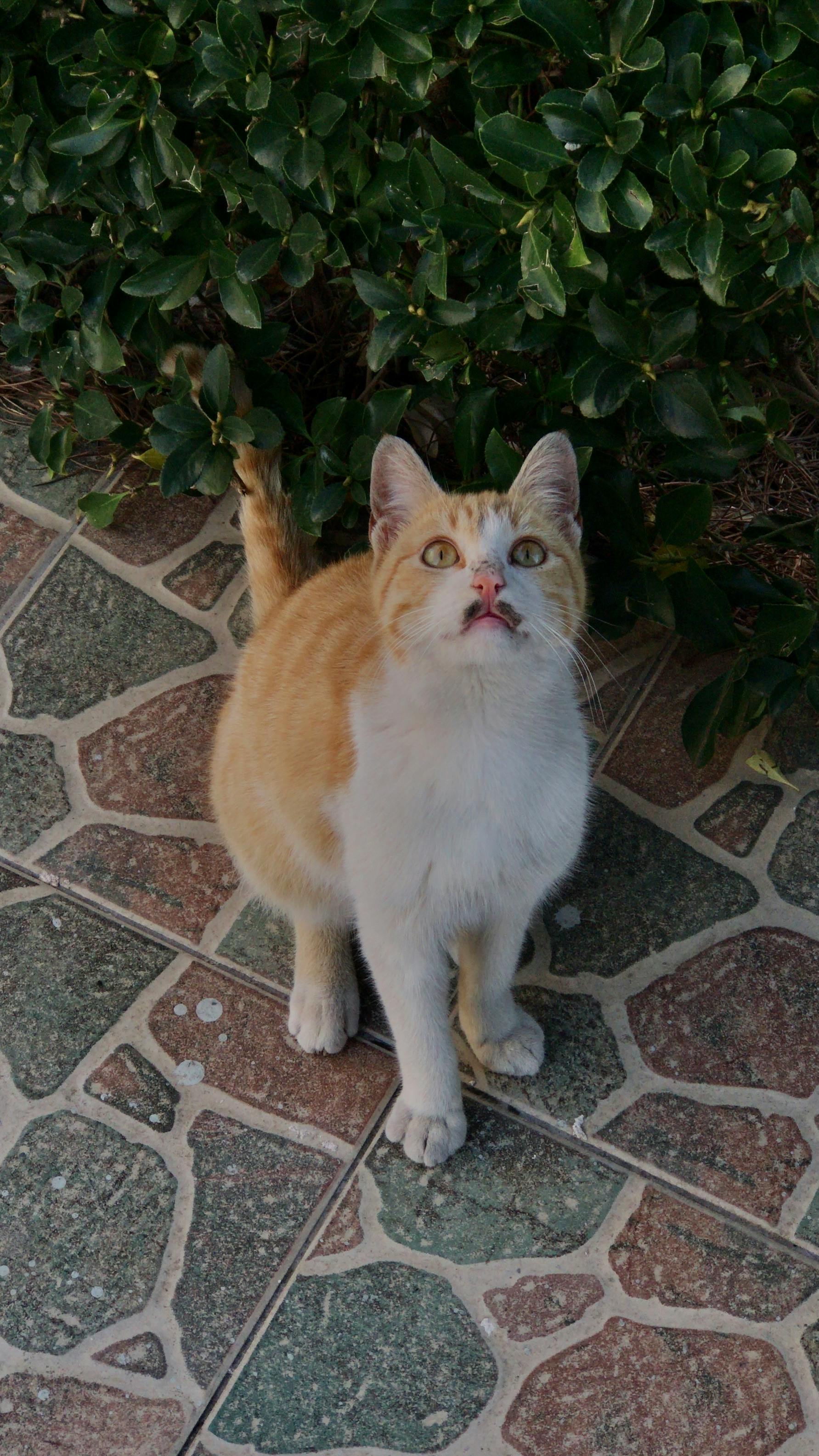 Cat on Patio · Free Stock Photo
