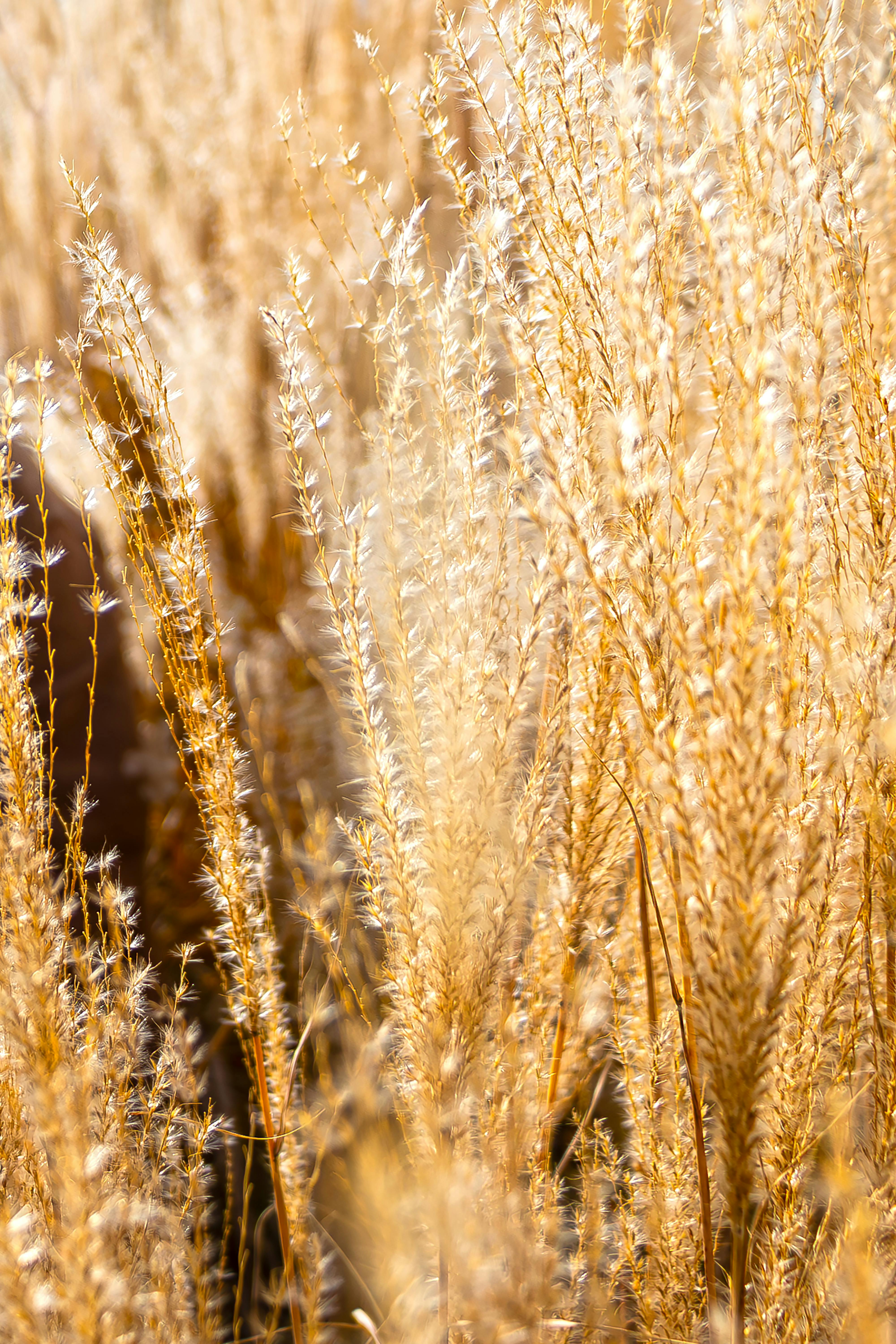 Dried Grass Field · Free Stock Photo