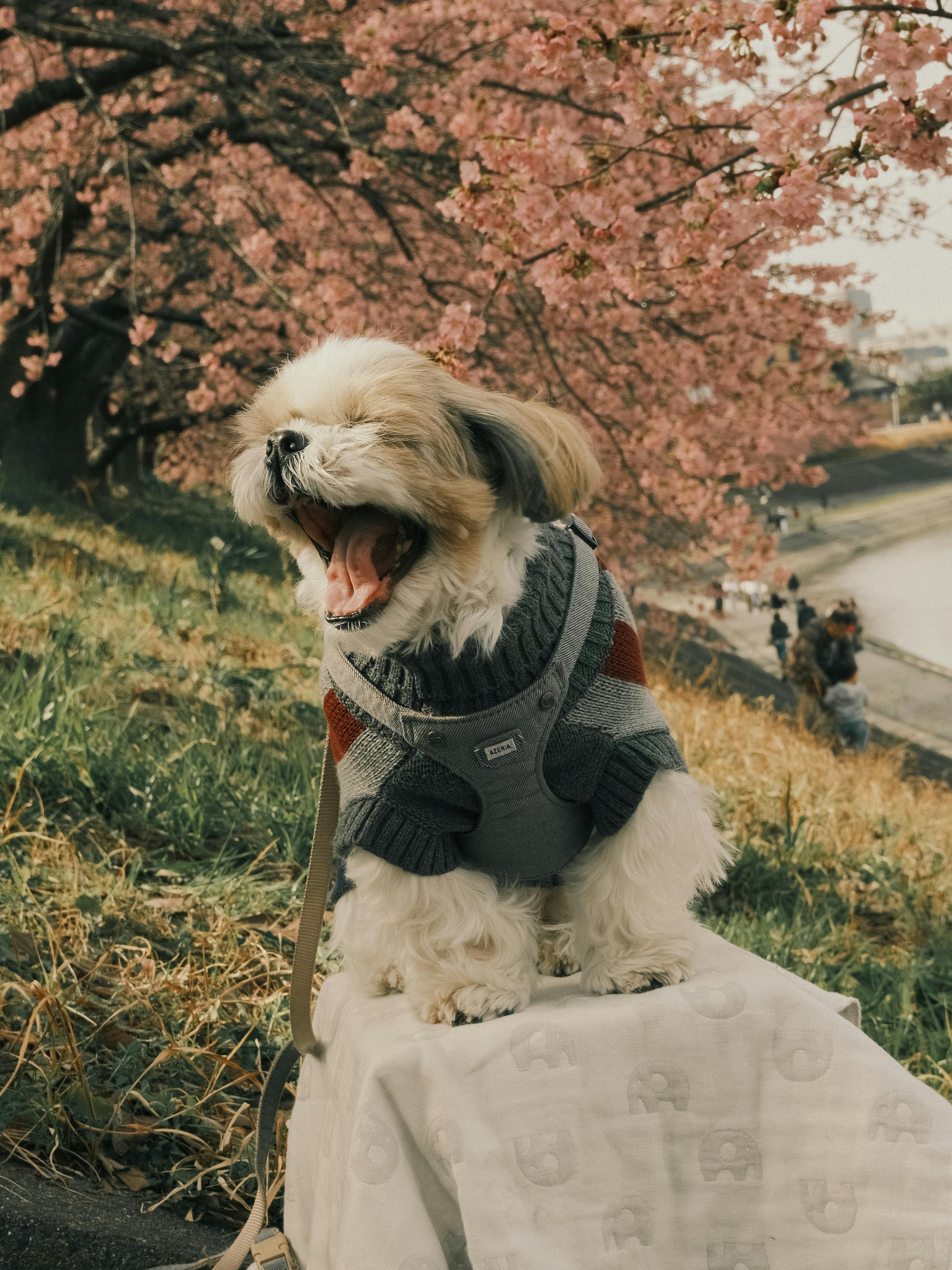 Take photos of dogs with sakura flowers 2024 · Free Stock Photo