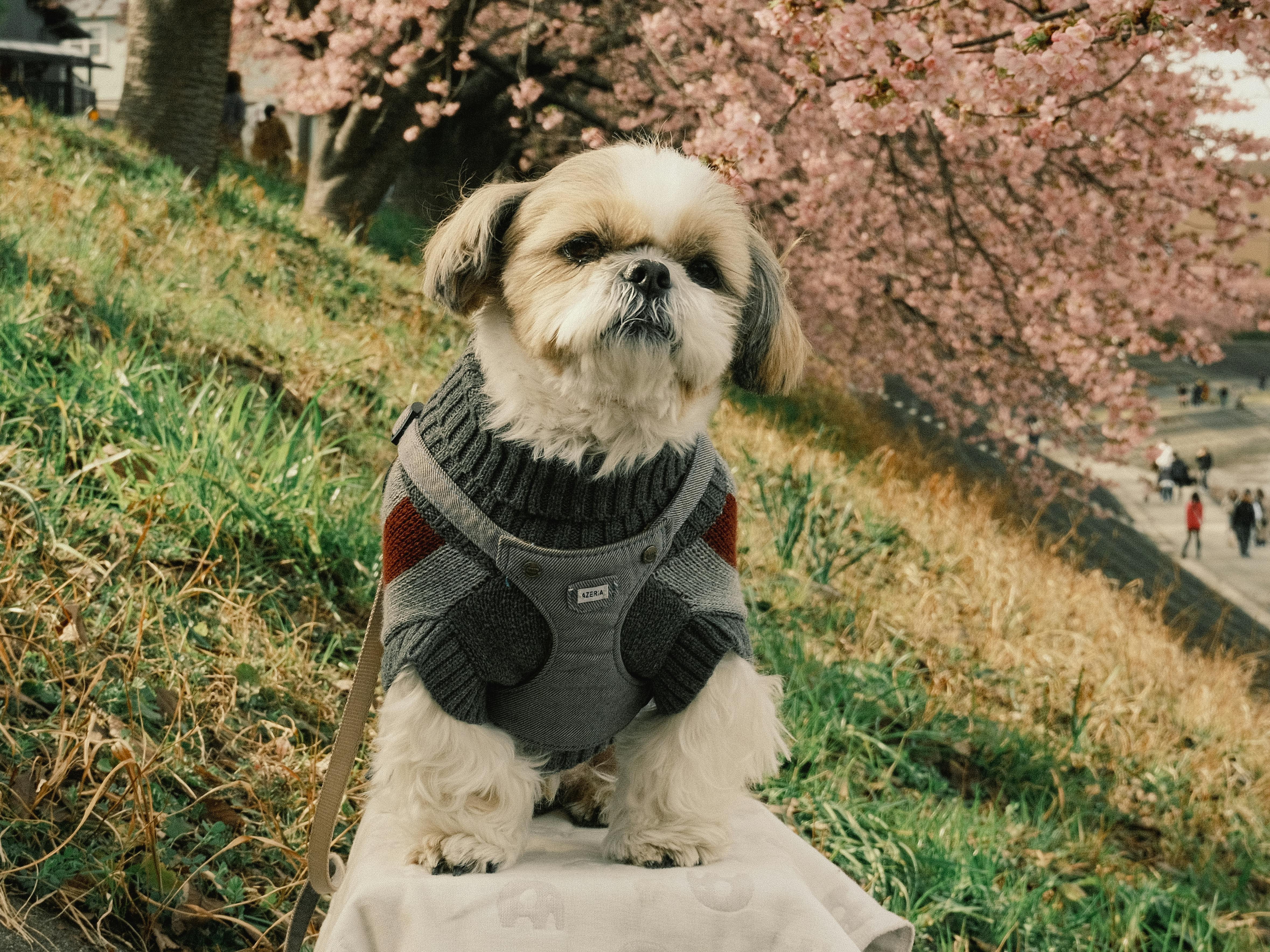 Shih Tzu Dog in Clothes · Free Stock Photo