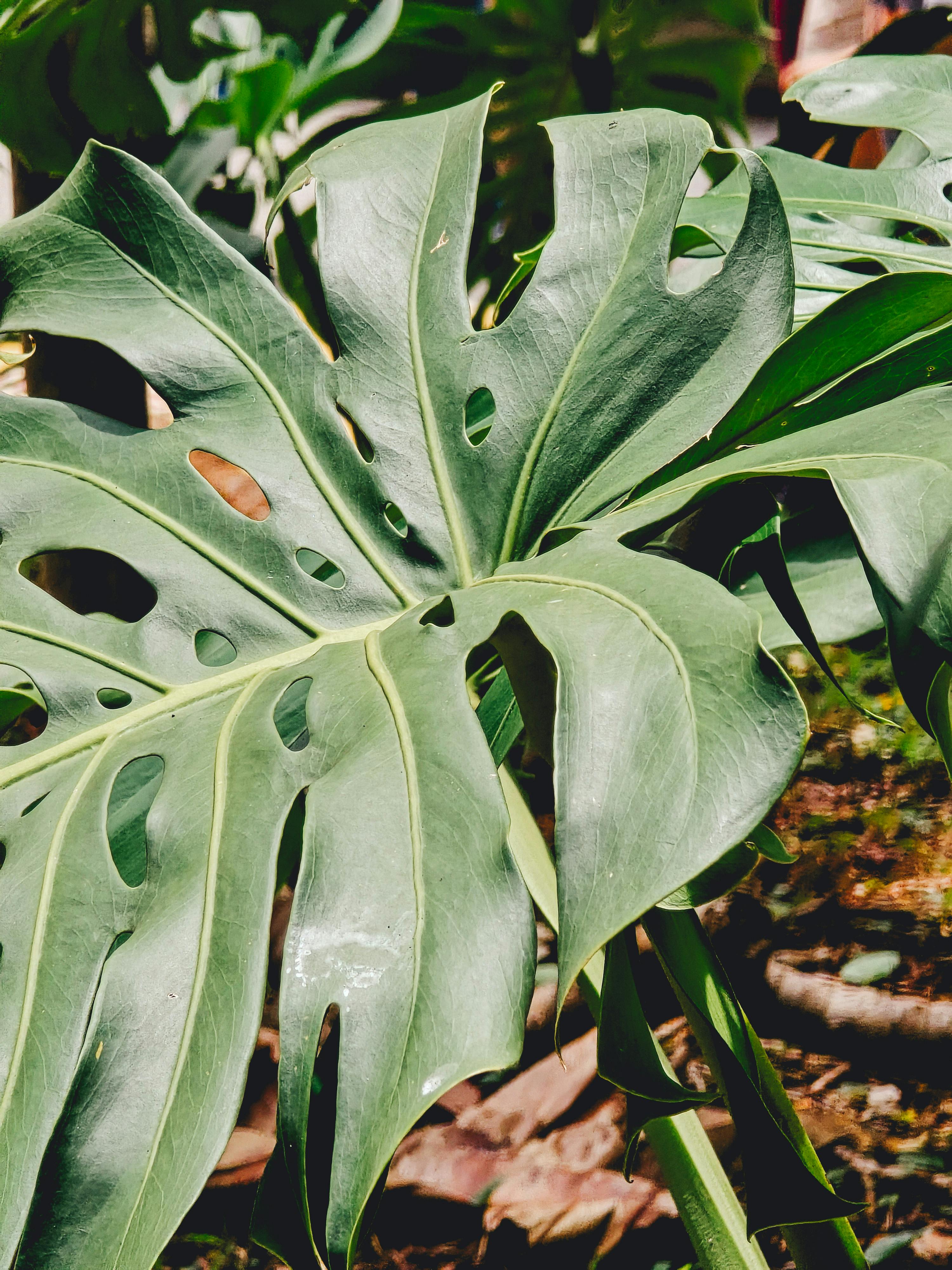 Giant Monstera Leaf · Free Stock Photo