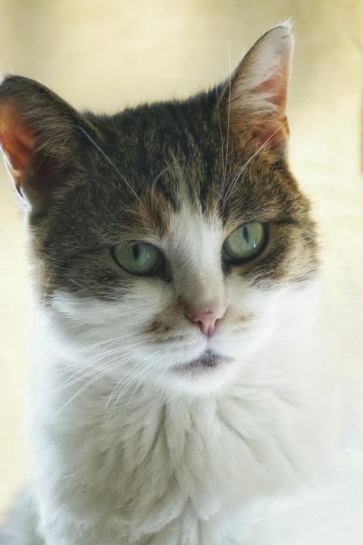 Head Portrait Photos, Download The BEST Free Head Portrait Stock Photos ...