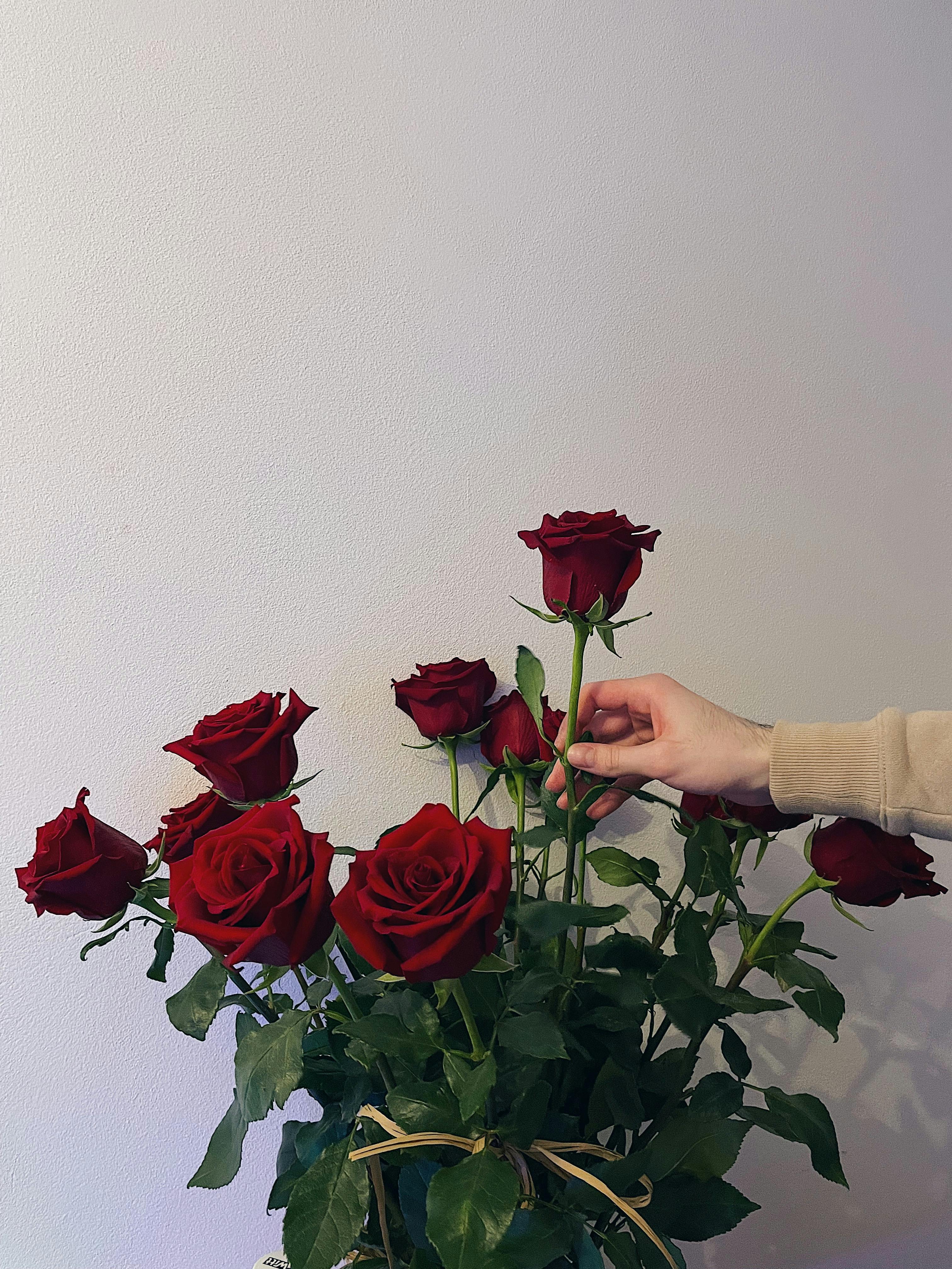 Person Holding Red Rose Flowers · Free Stock Photo