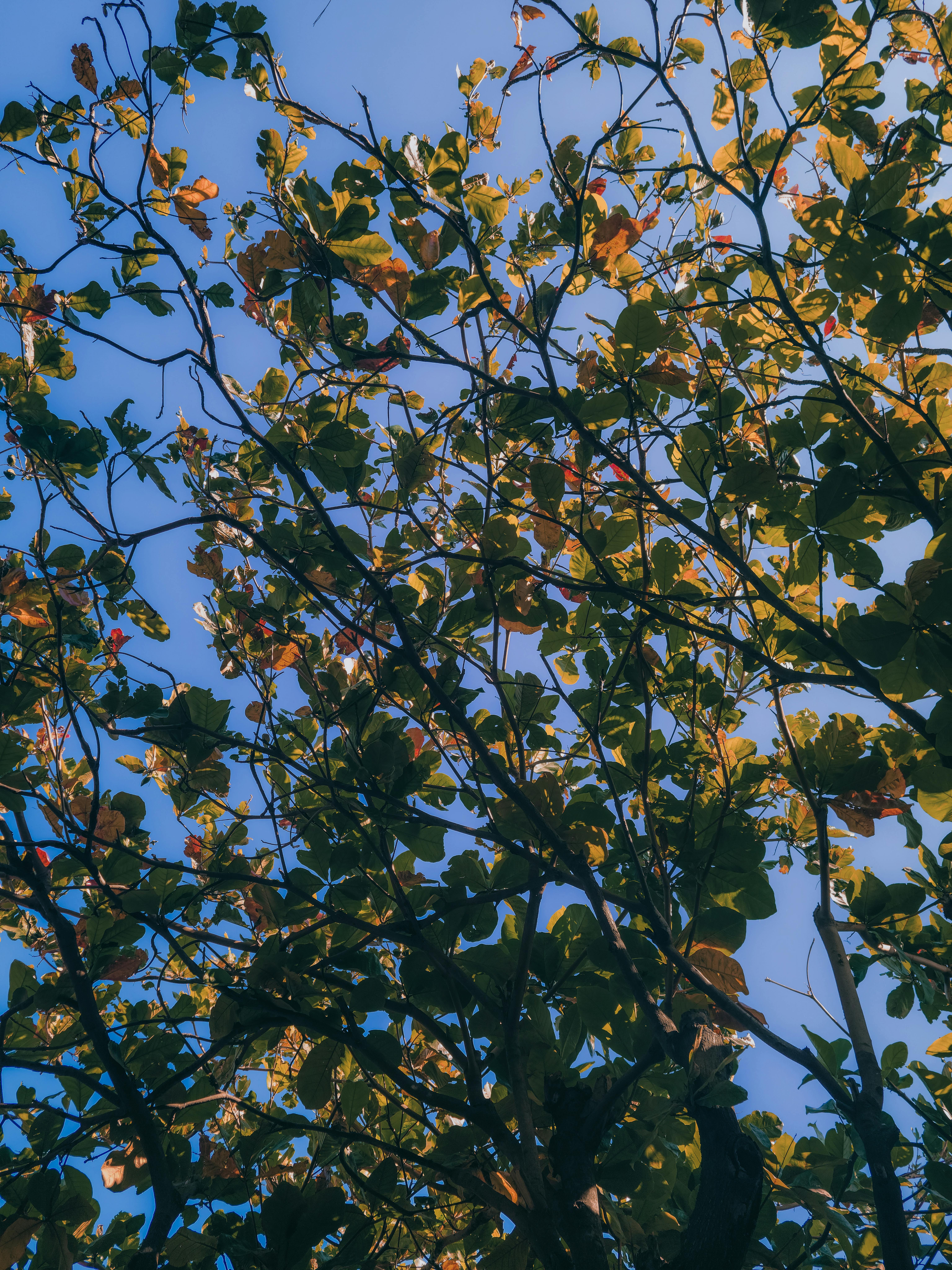 Sunlit Tree Branches Against a Blue Sky · Free Stock Photo