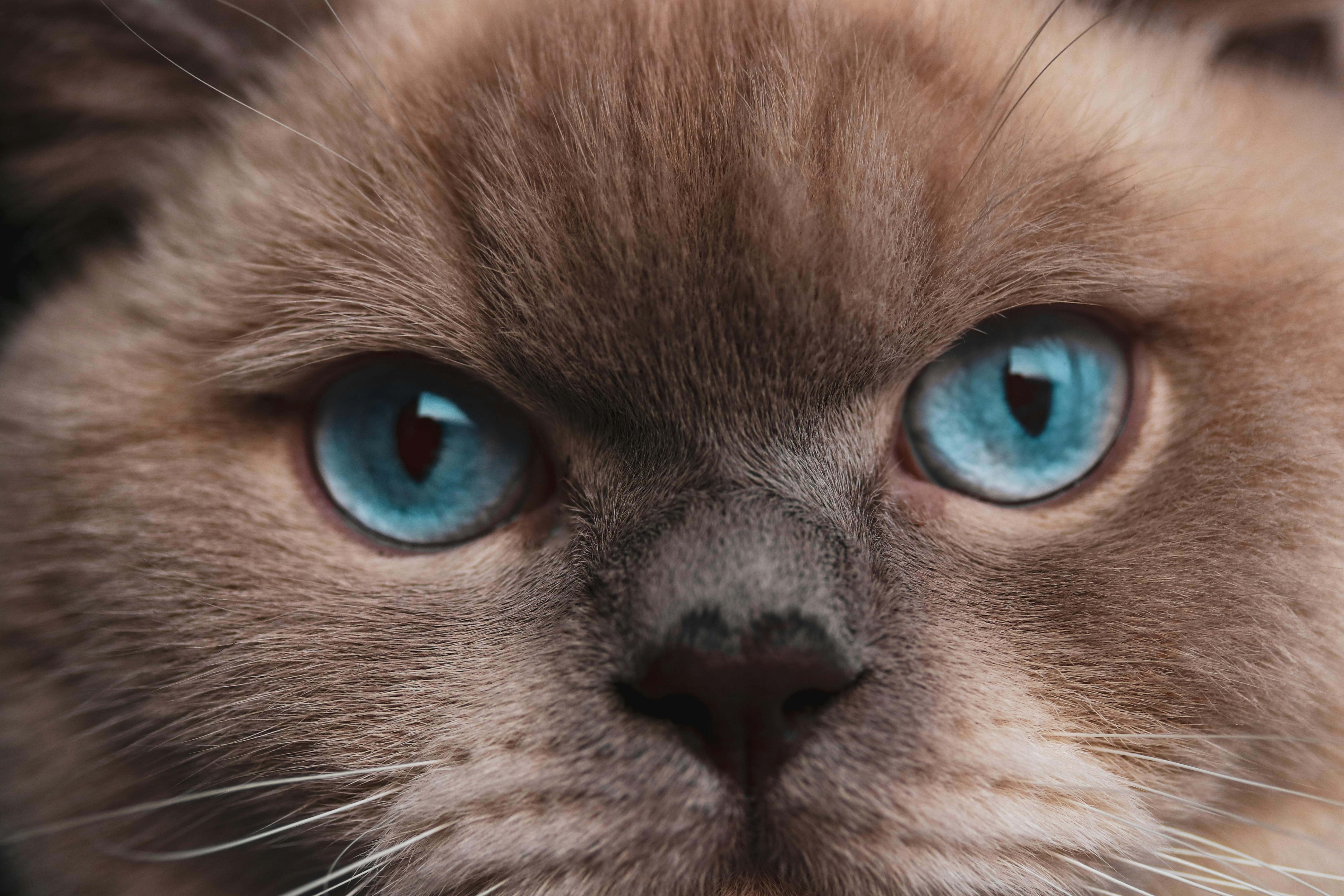 Blue Cat Eyes · Free Stock Photo