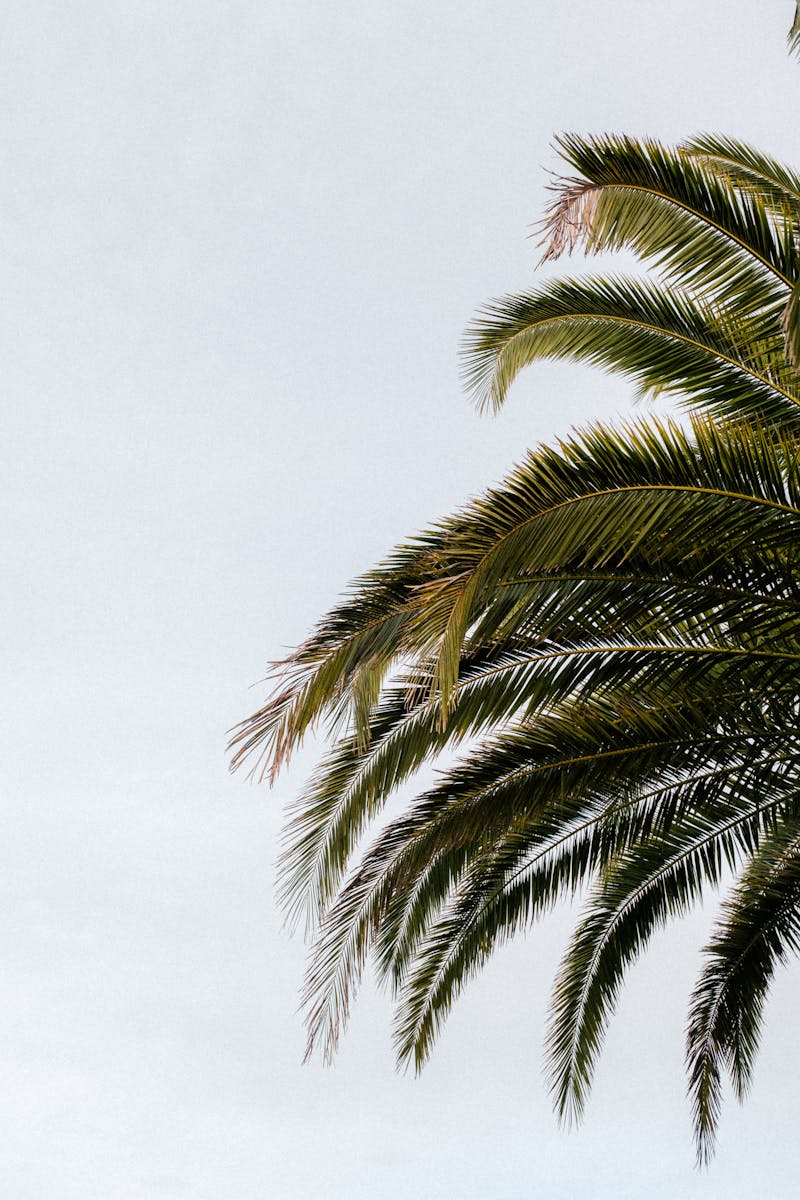 Palm Tree Collage Photos, Download The BEST Free Palm Tree Collage ...