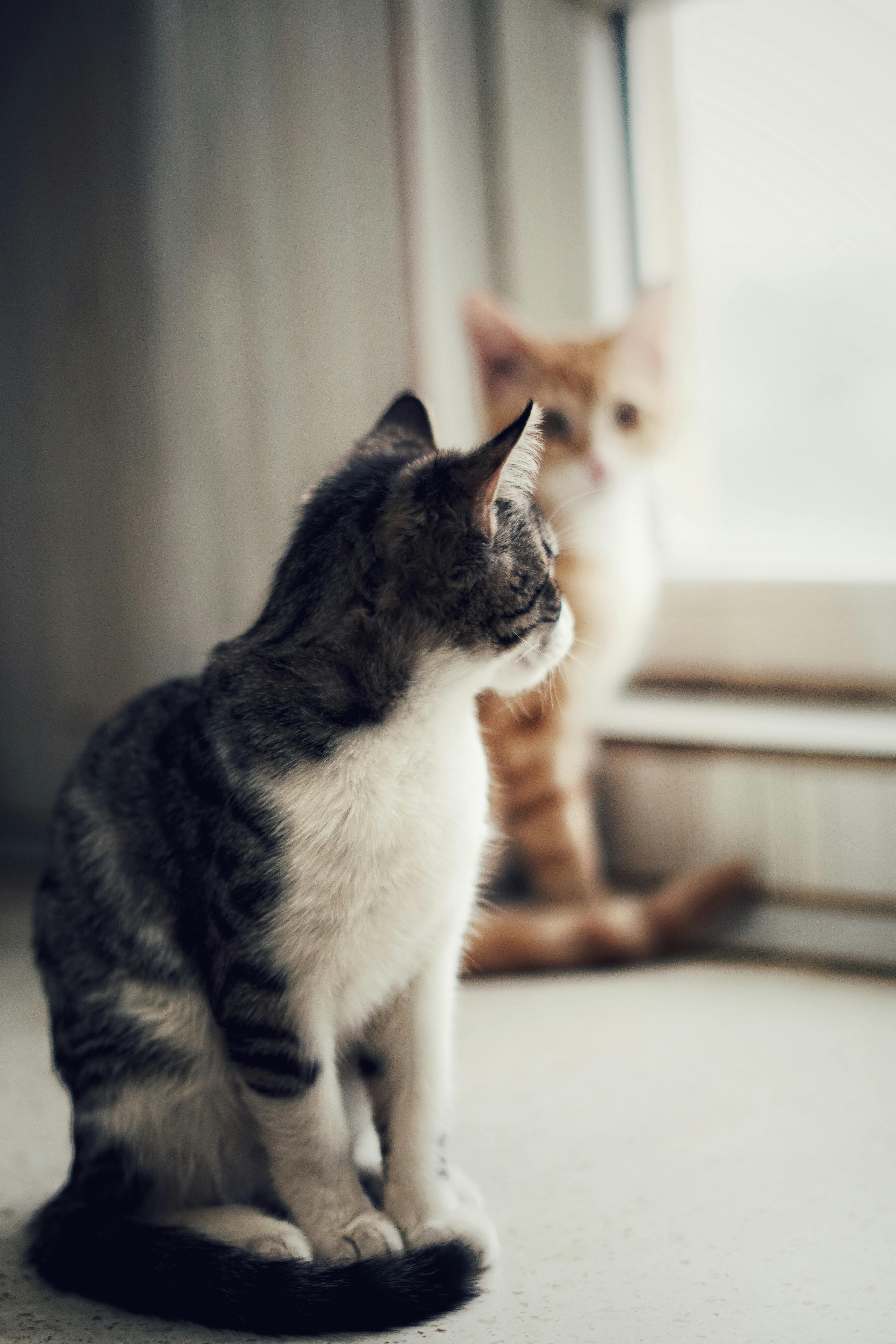 Cats near Window · Free Stock Photo
