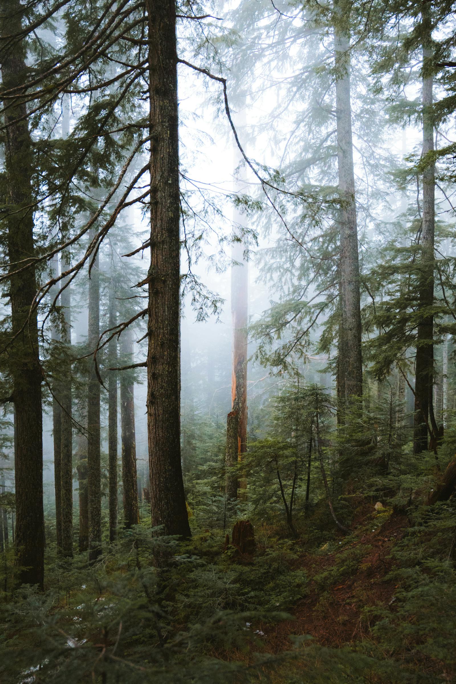 Deep Forest Photos, Download The BEST Free Deep Forest Stock Photos ...