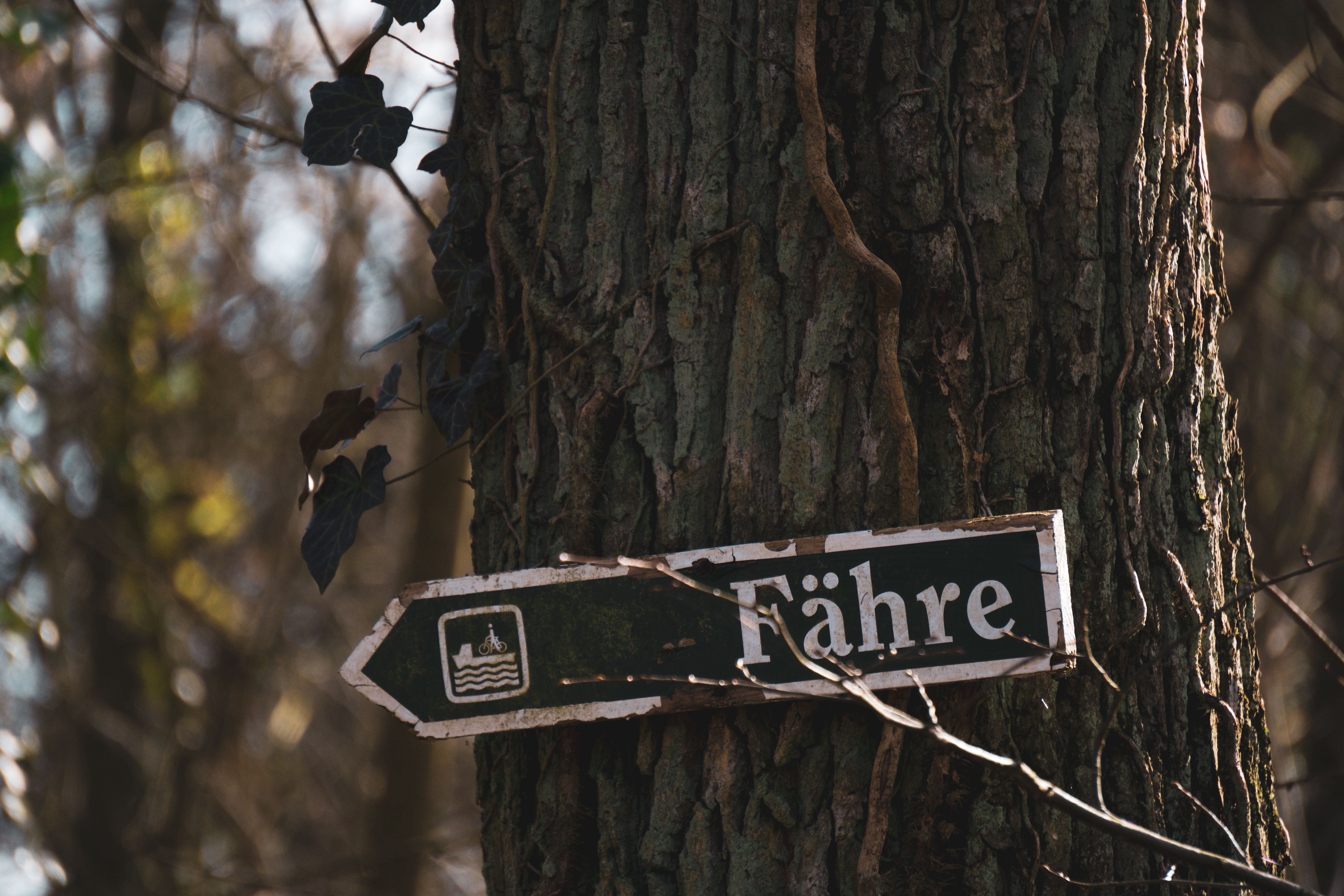 Rustic Forest Path with Old Wooden Signpost · Free Stock Photo
