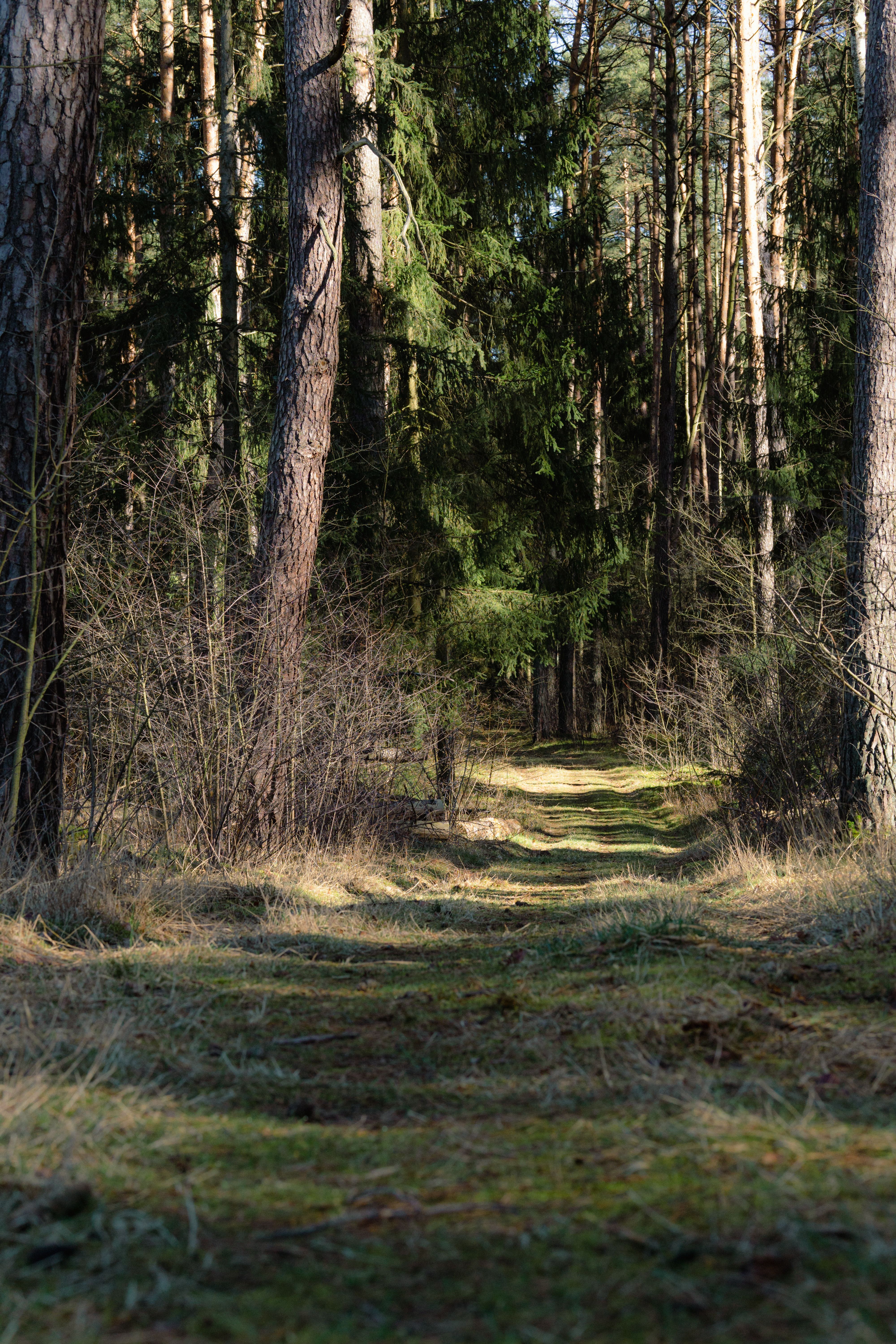 Forrest Photos, Download The BEST Free Forrest Stock Photos & HD Images