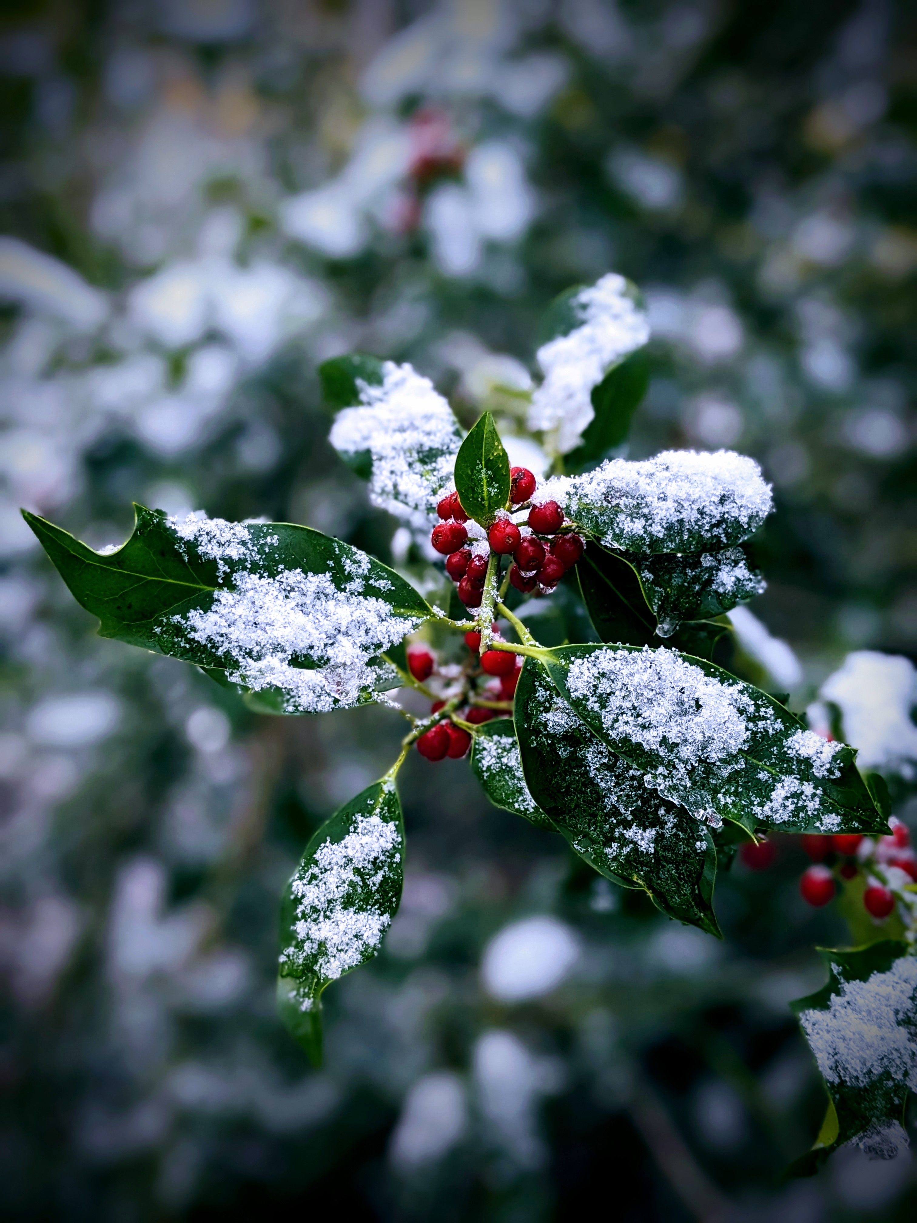 Closeup of Holly Bush Covered in Snow · Free Stock Photo