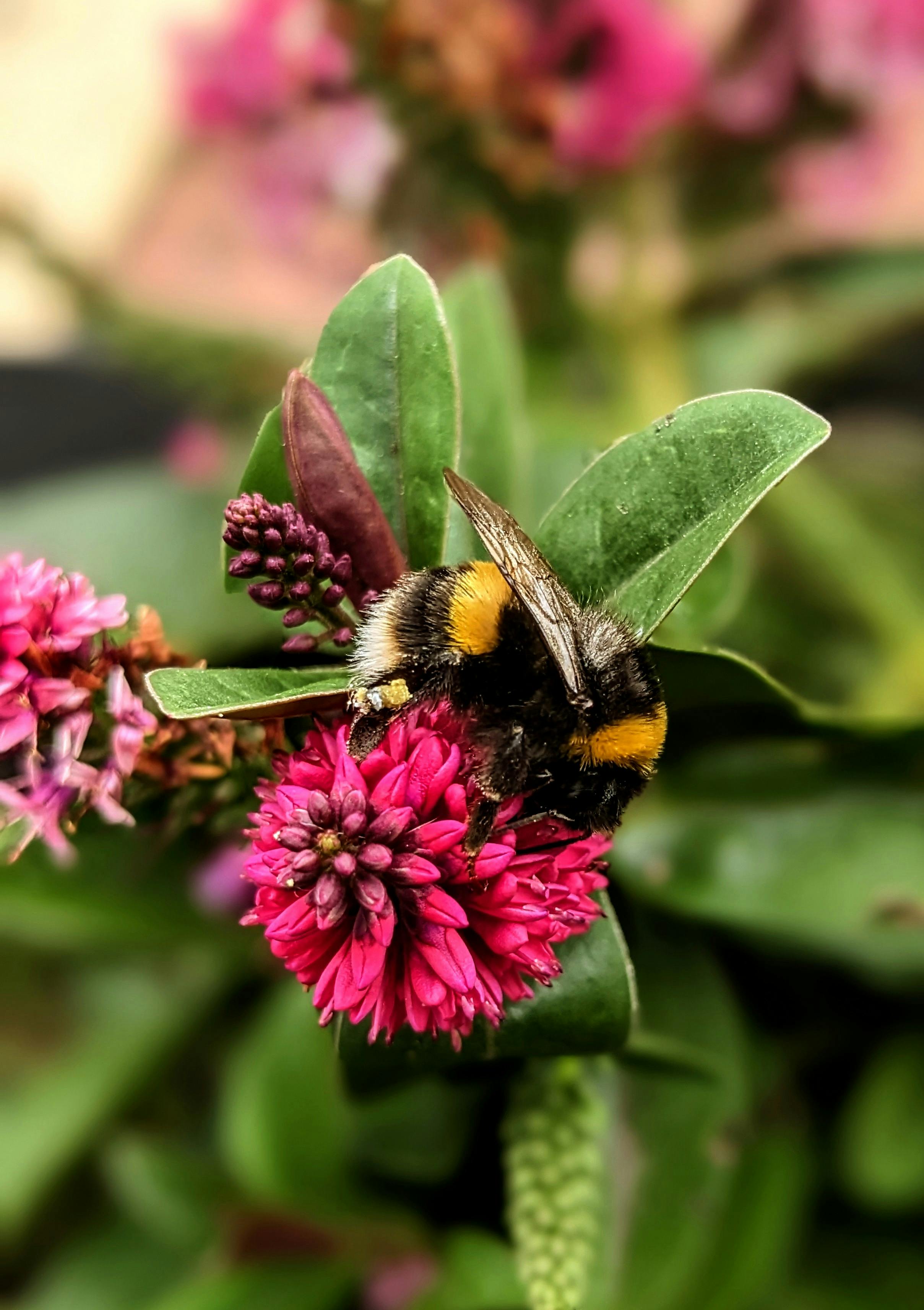 Bumblebee on Flower · Free Stock Photo