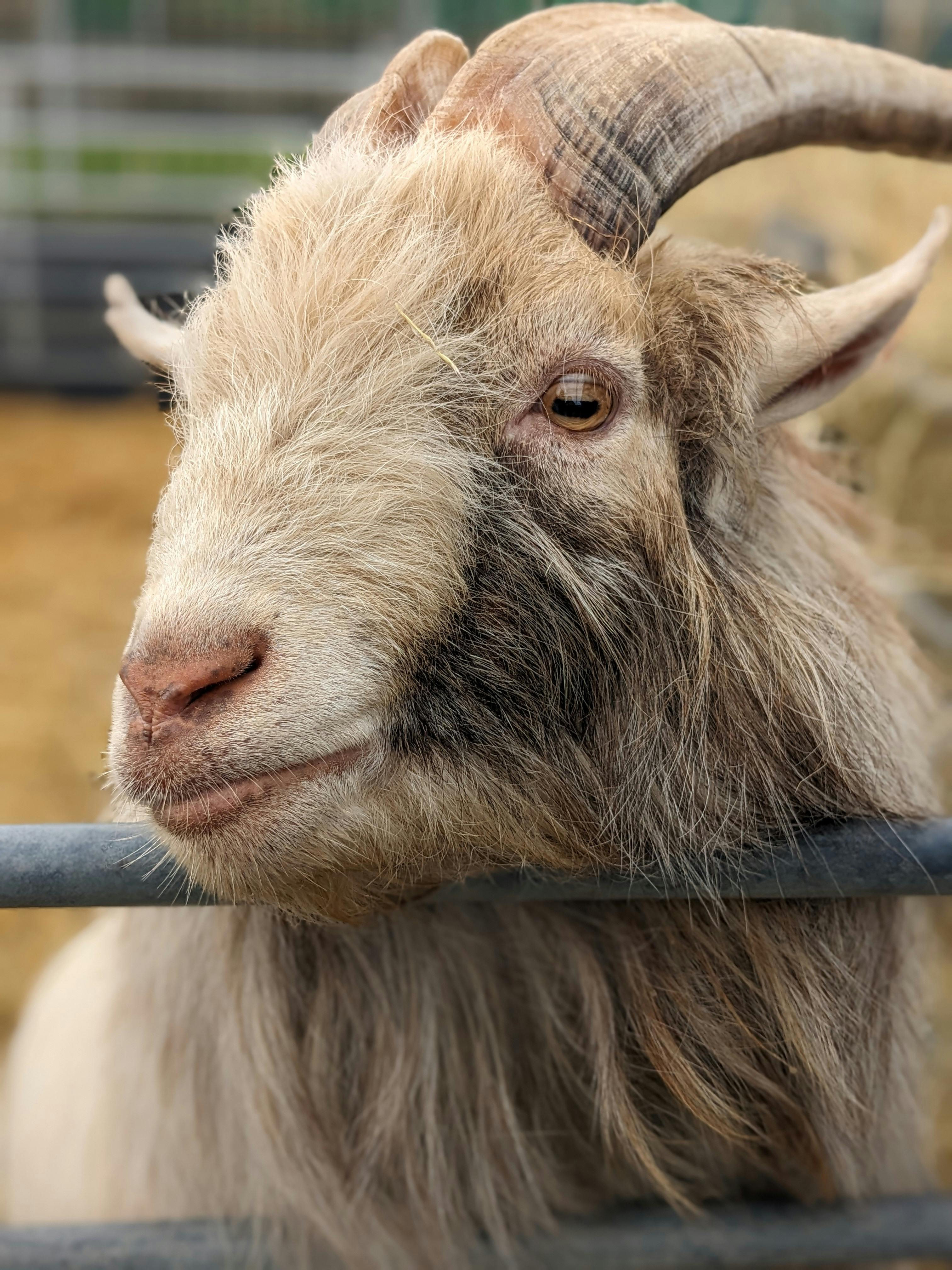 Closeup of a Beige Goat behind Steel Bars · Free Stock Photo