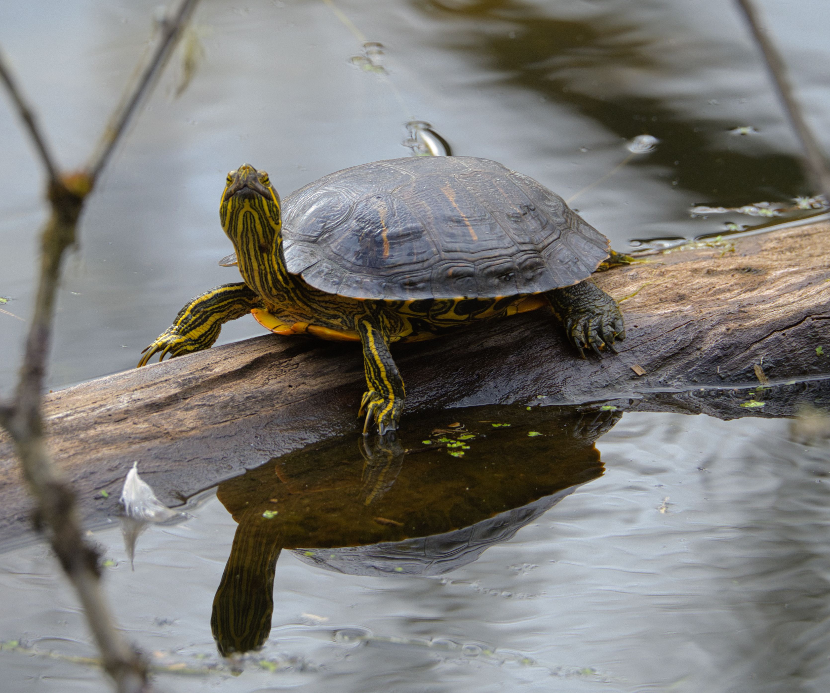 Turtle on Tree Trunk on Lake · Free Stock Photo