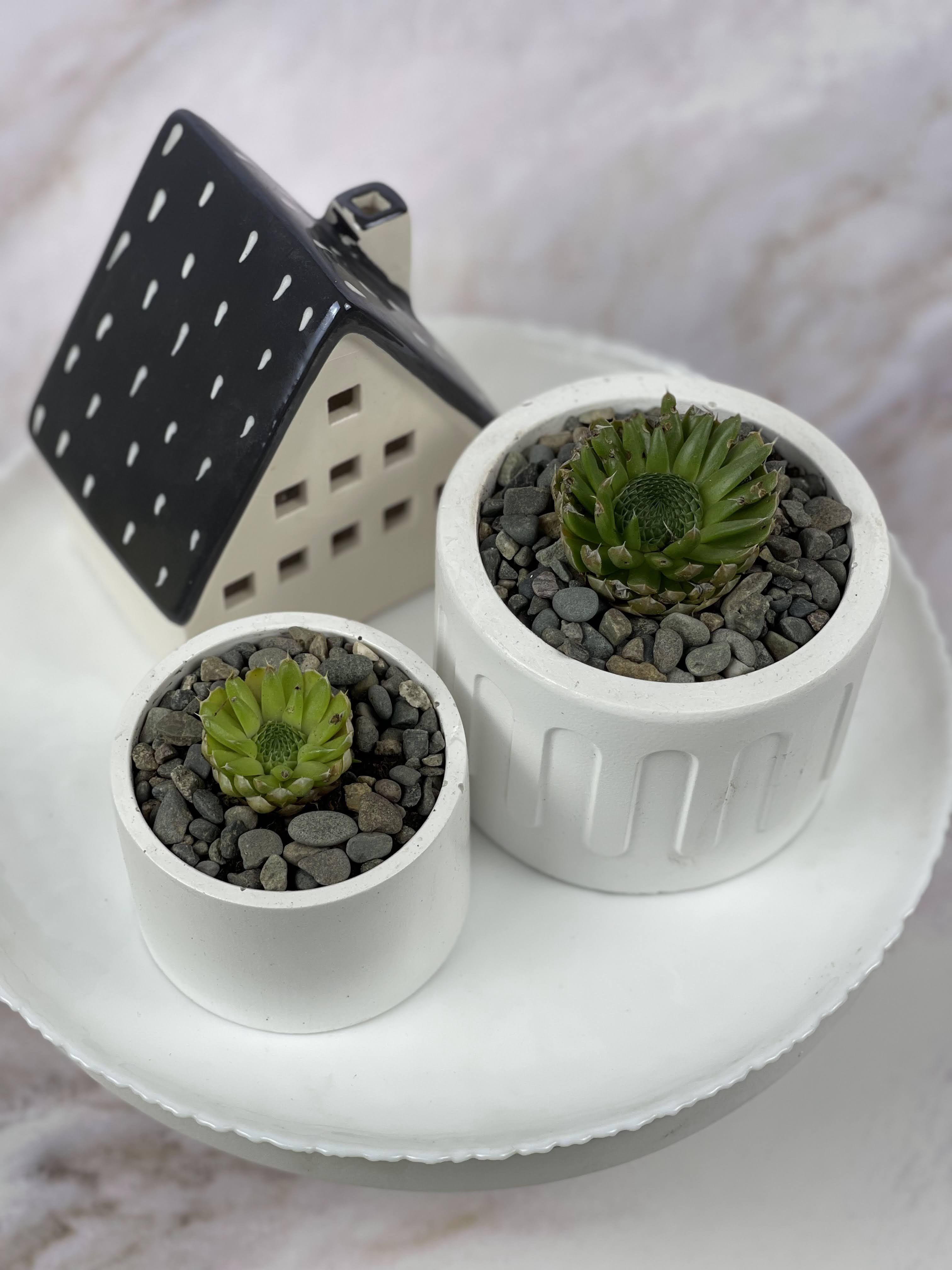 Plate with Succulents in Porcelain Pots and a Ceramic House Lantern ...
