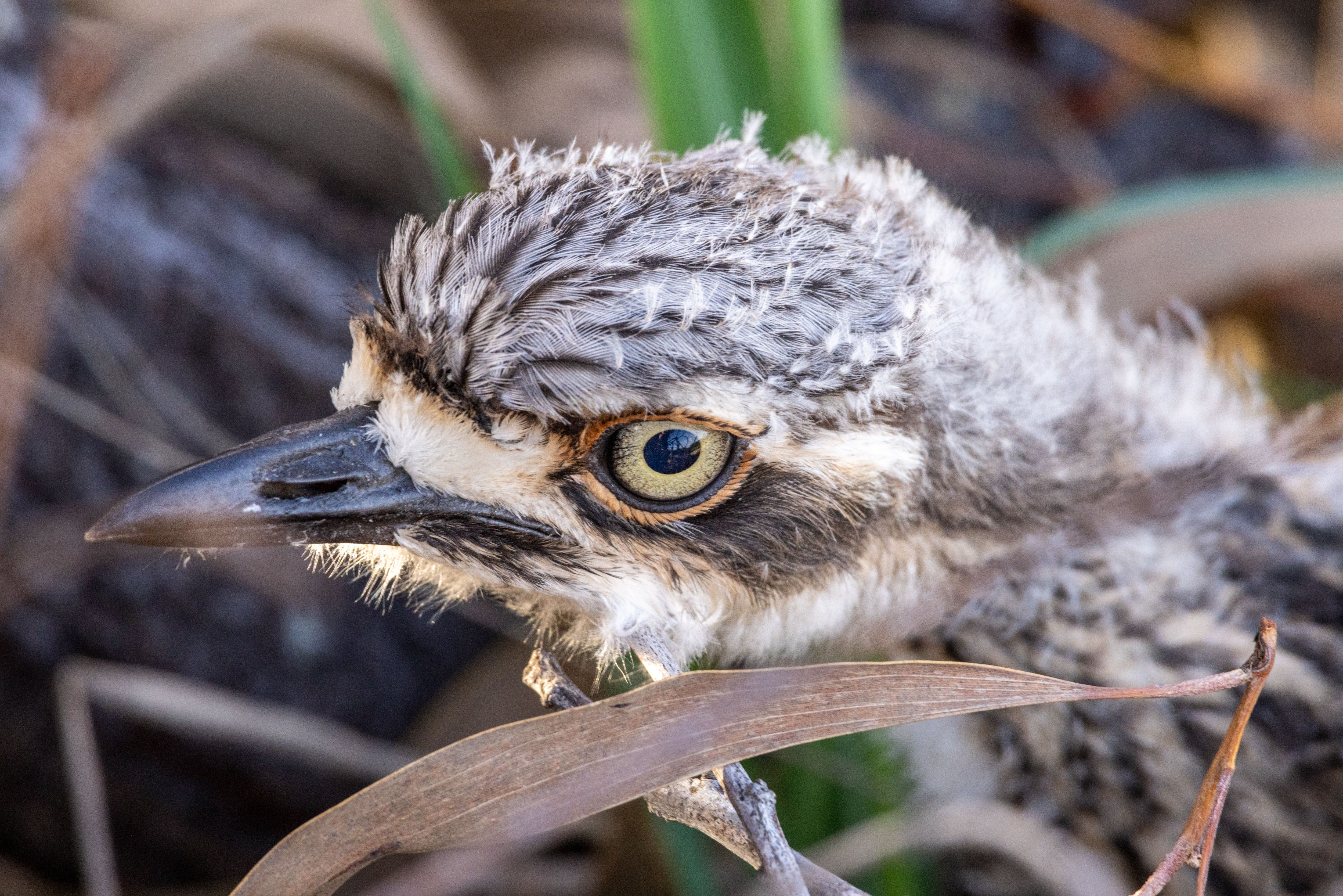 Head of Bush Stone Curlew · Free Stock Photo