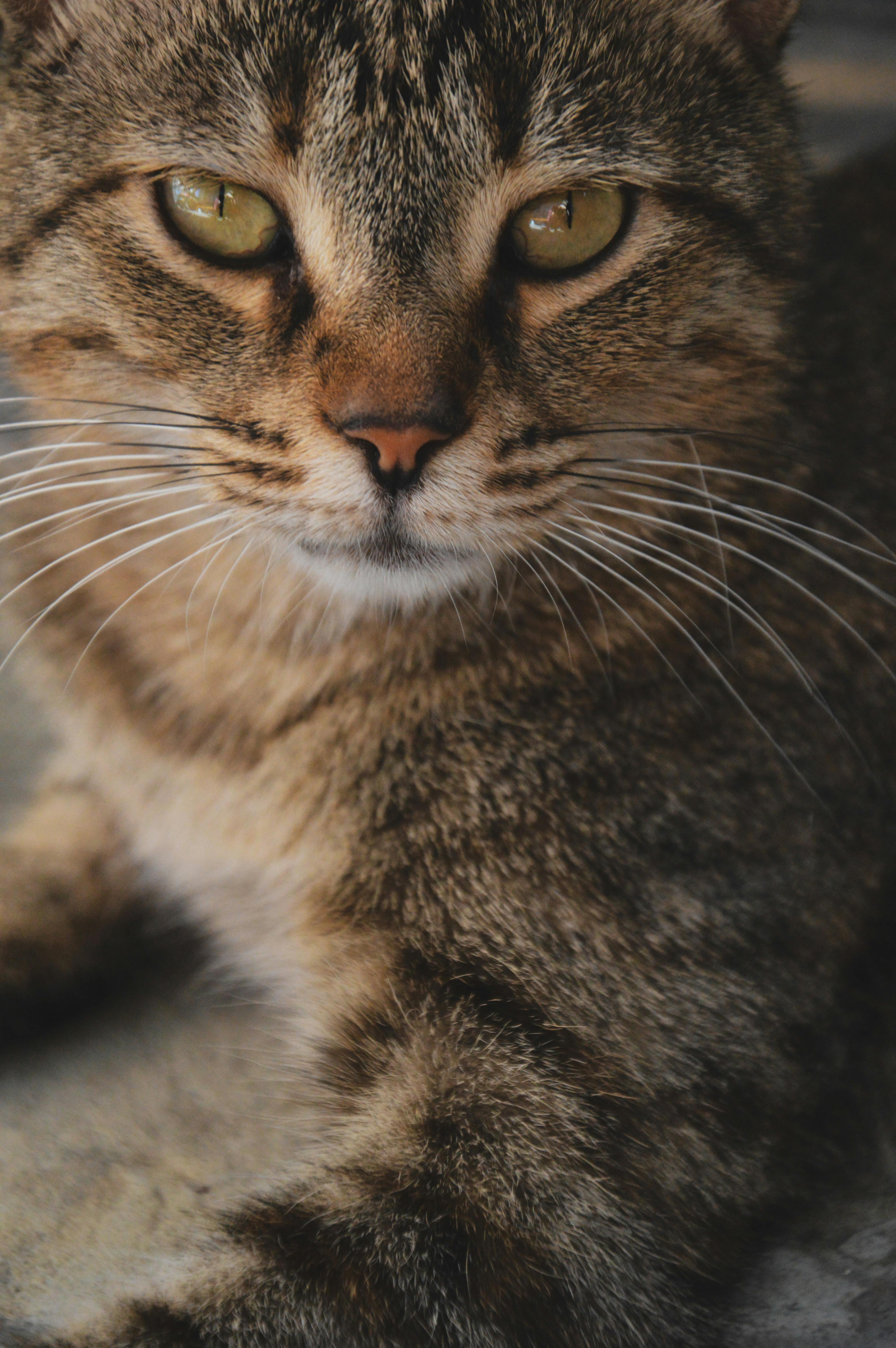 Photo Of A Cat · Free Stock Photo