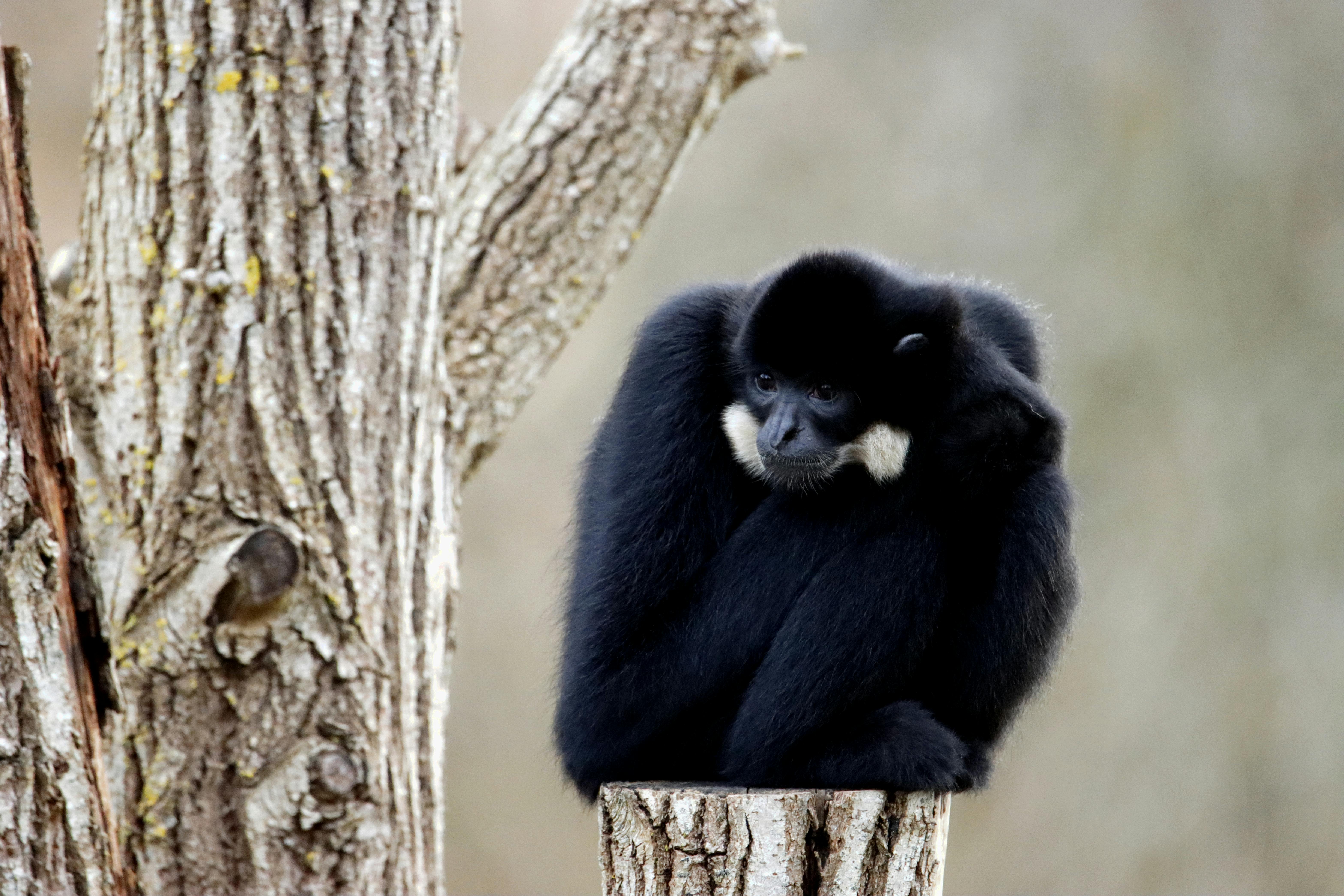 Siamang Monkey in Nature · Free Stock Photo
