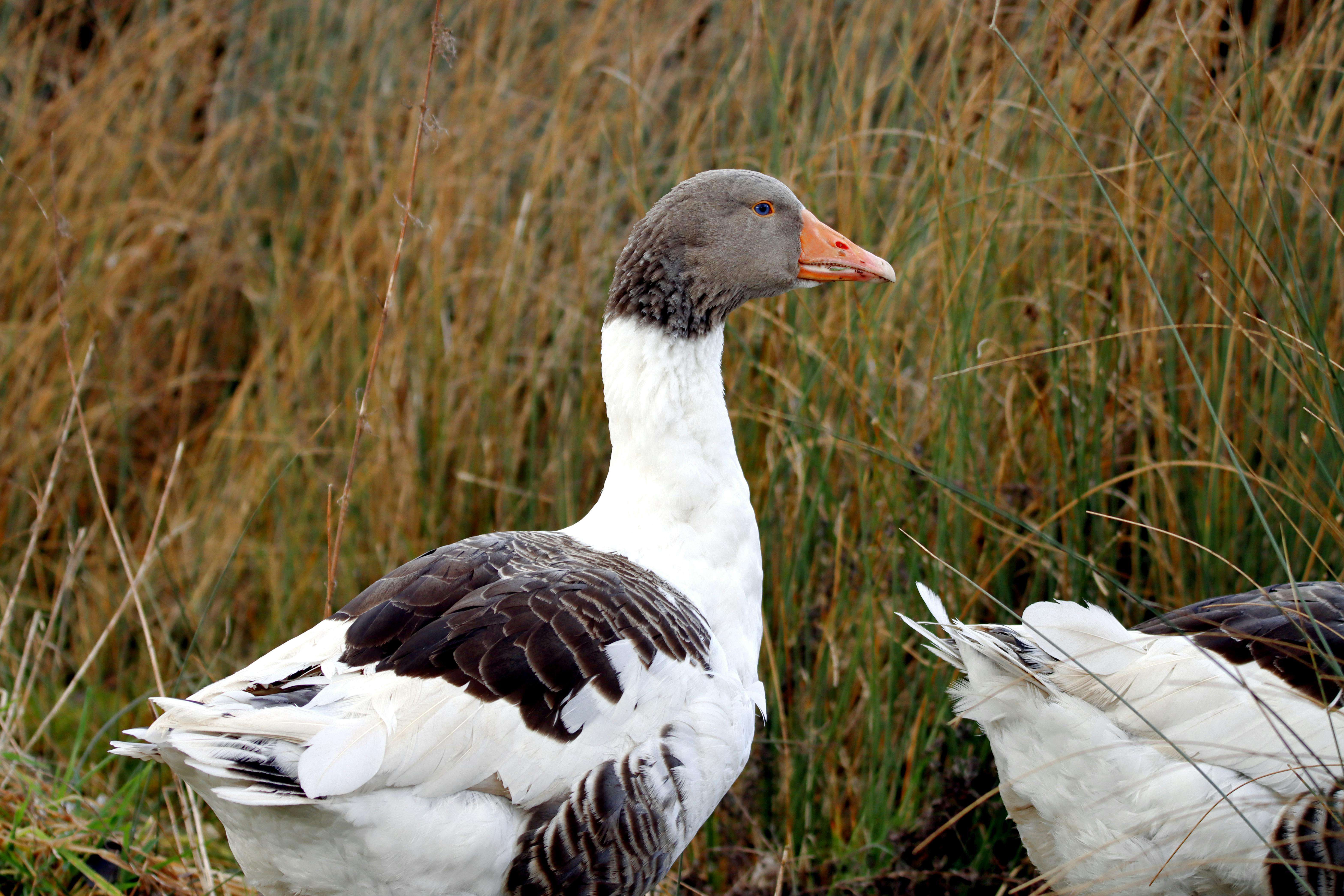 Close-up of an Oland Goose on a Field · Free Stock Photo