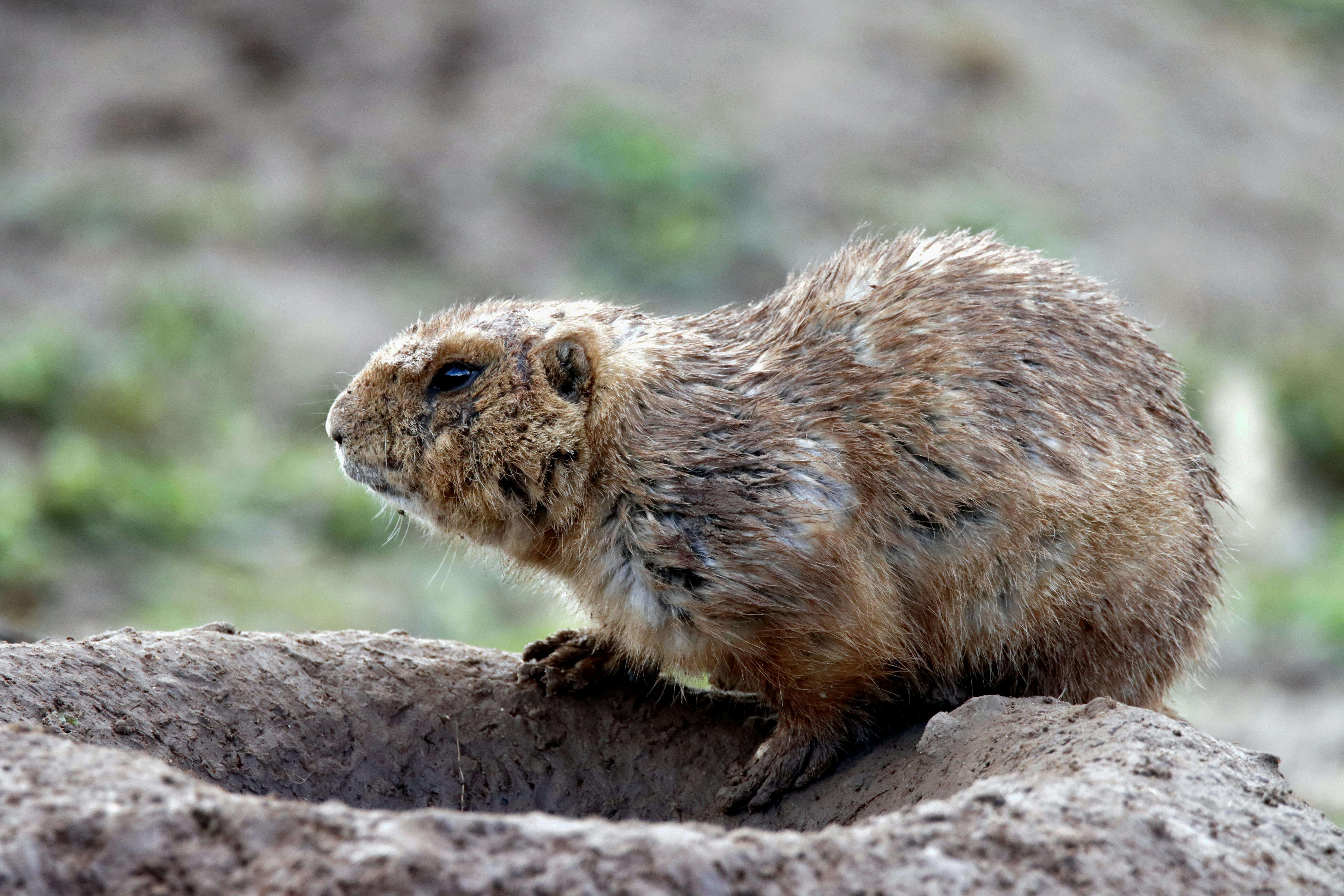 Mexican Prairie Dog next to a Mound · Free Stock Photo