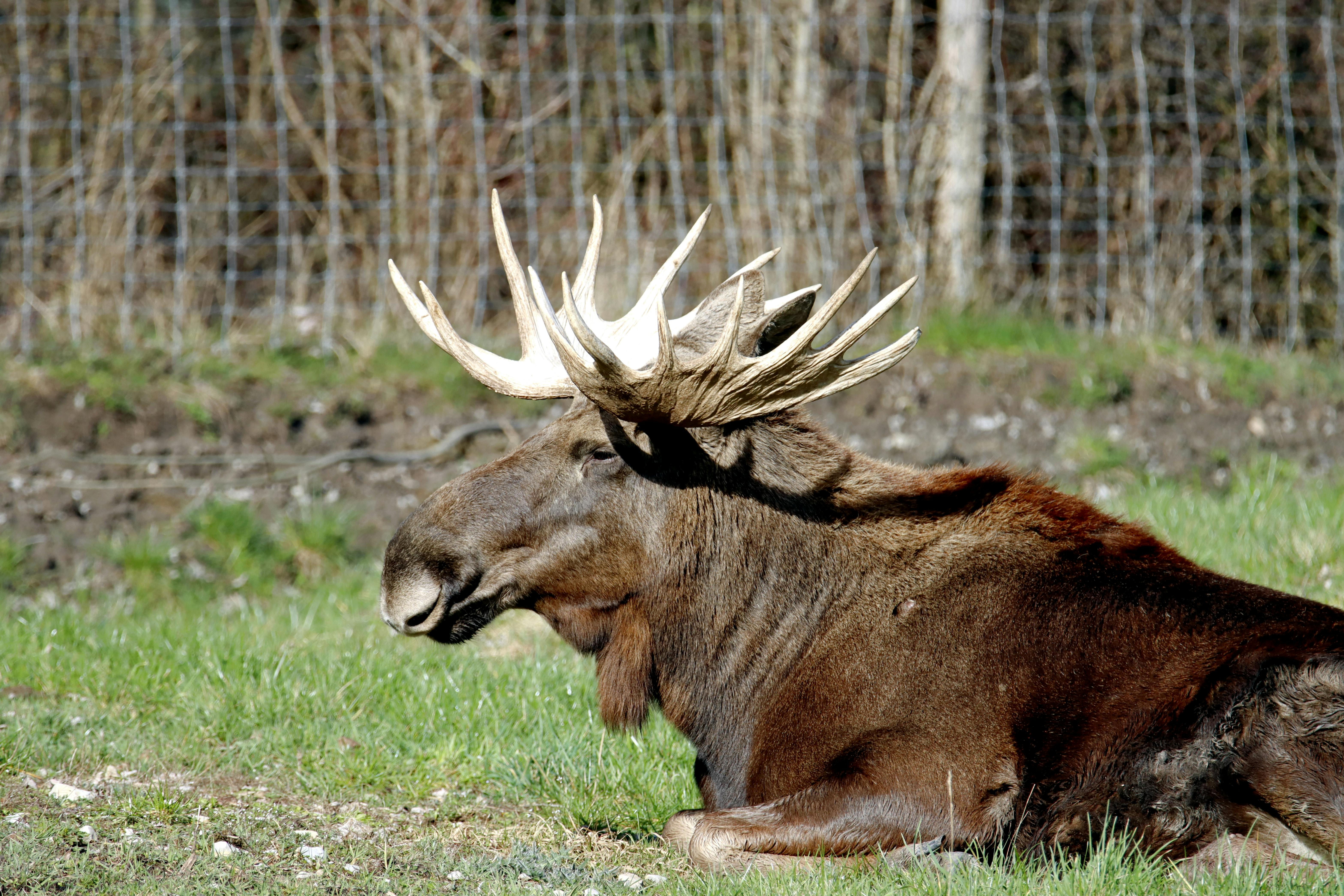 Alaska Moose In Its Zoo Enclosure · Free Stock Photo