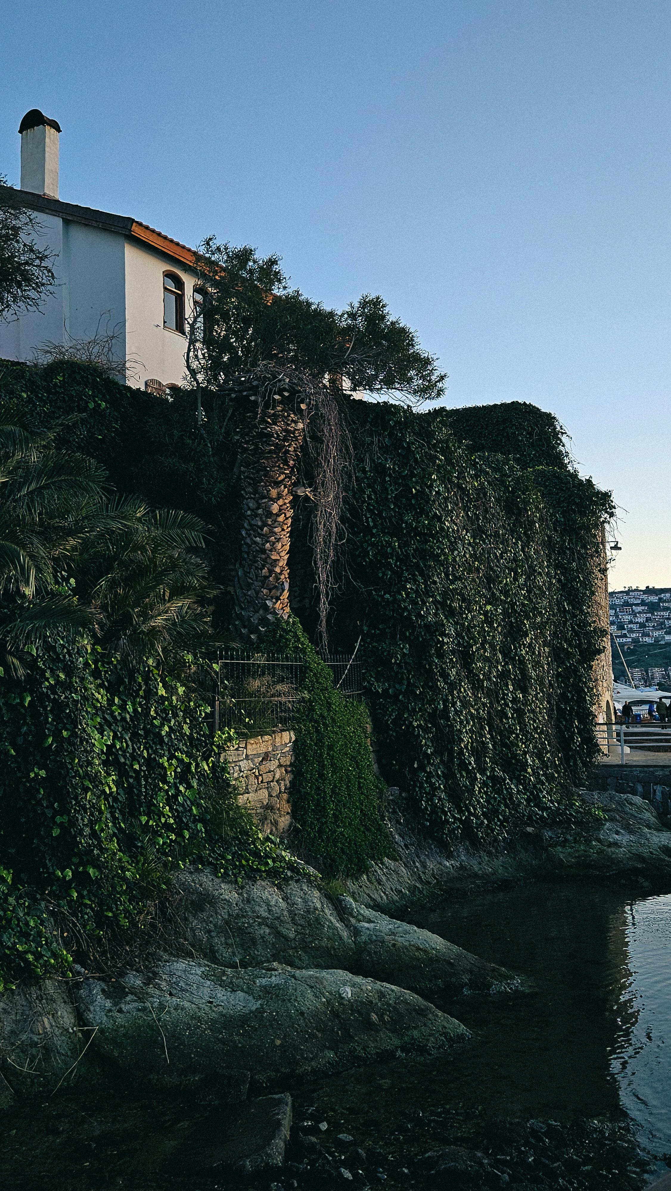 Tree near Building · Free Stock Photo