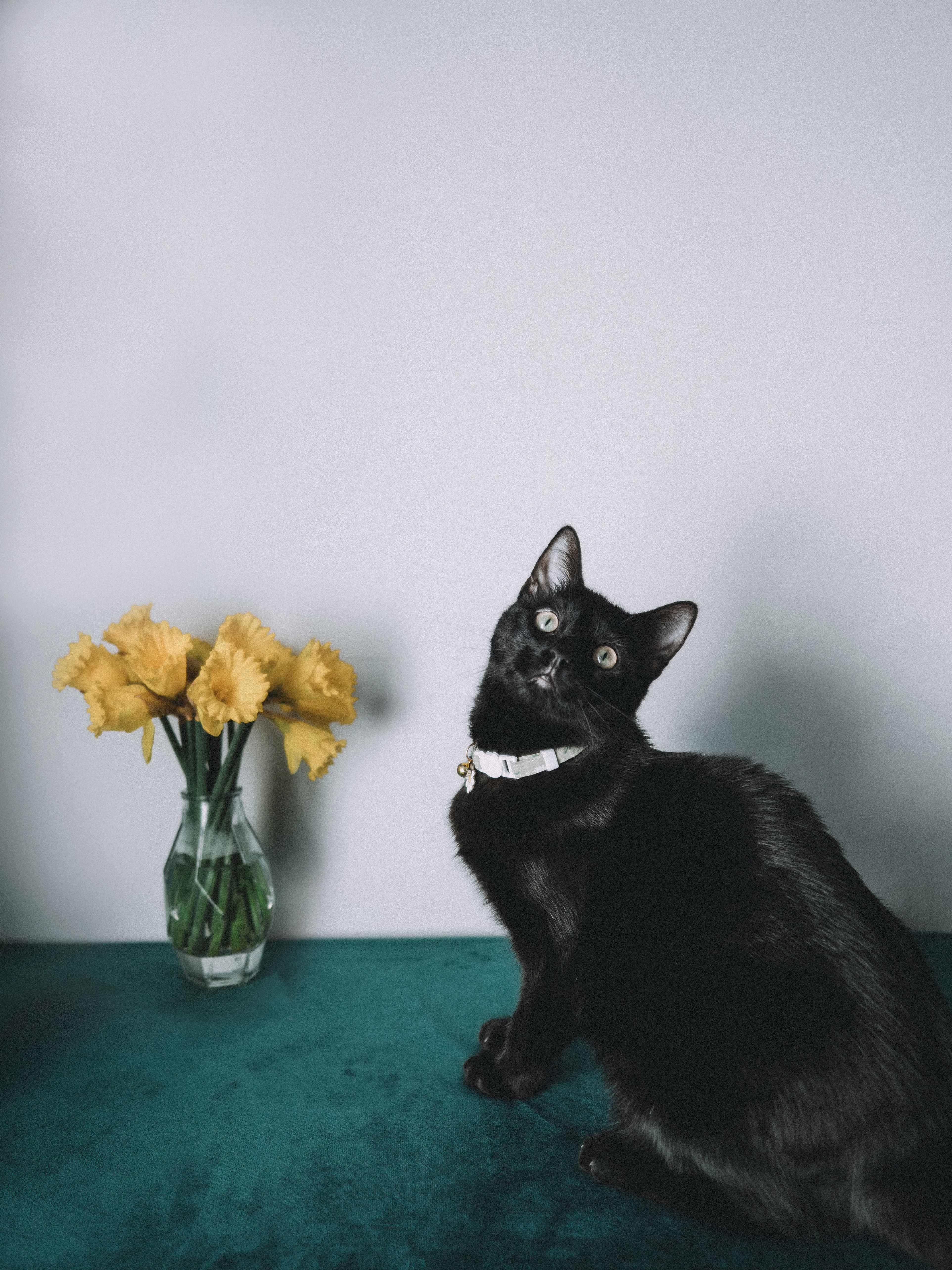Black Cat near Vase with Flowers · Free Stock Photo