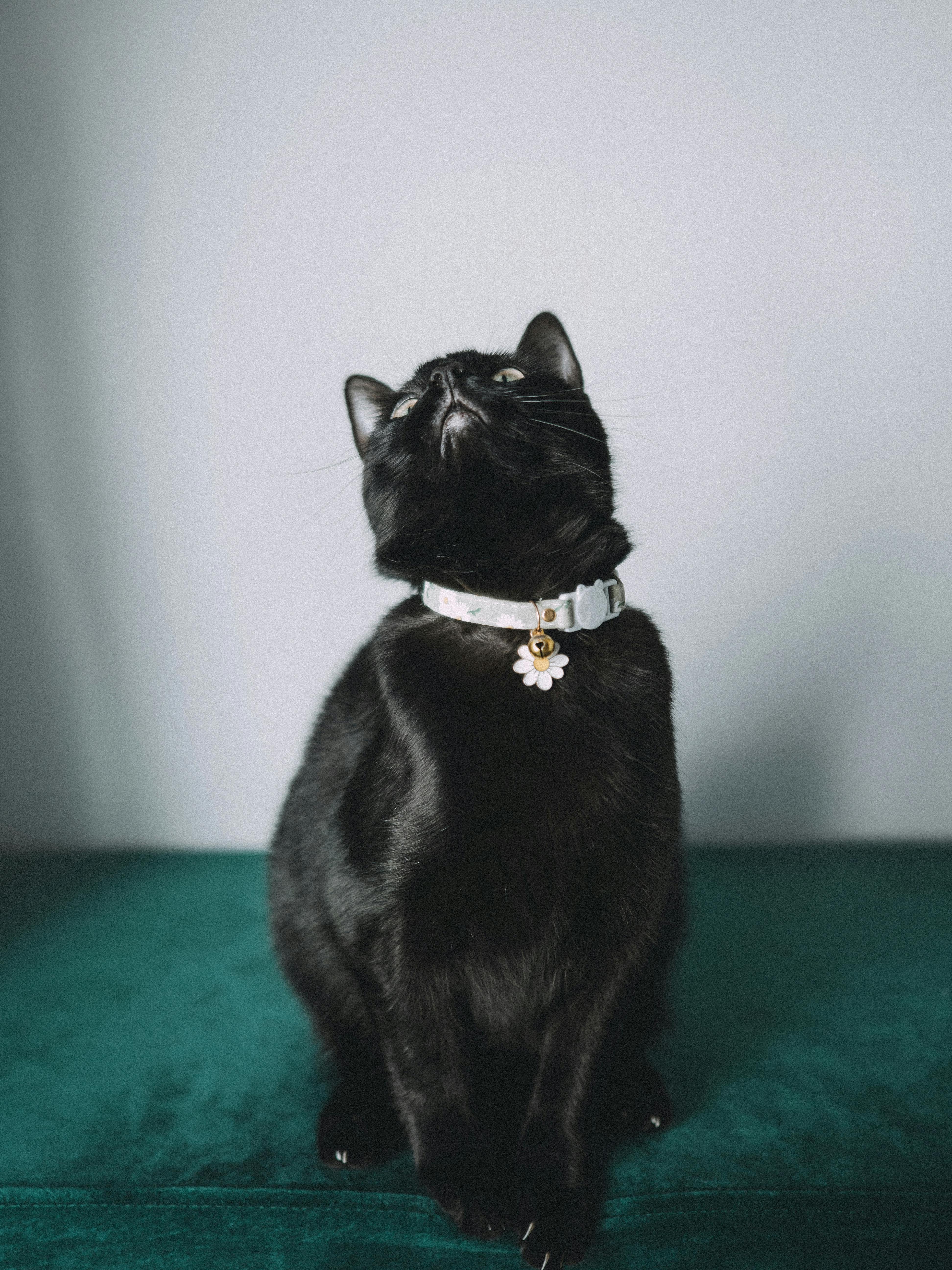 Slick Black Cat Photos, Download The BEST Free Slick Black Cat Stock ...