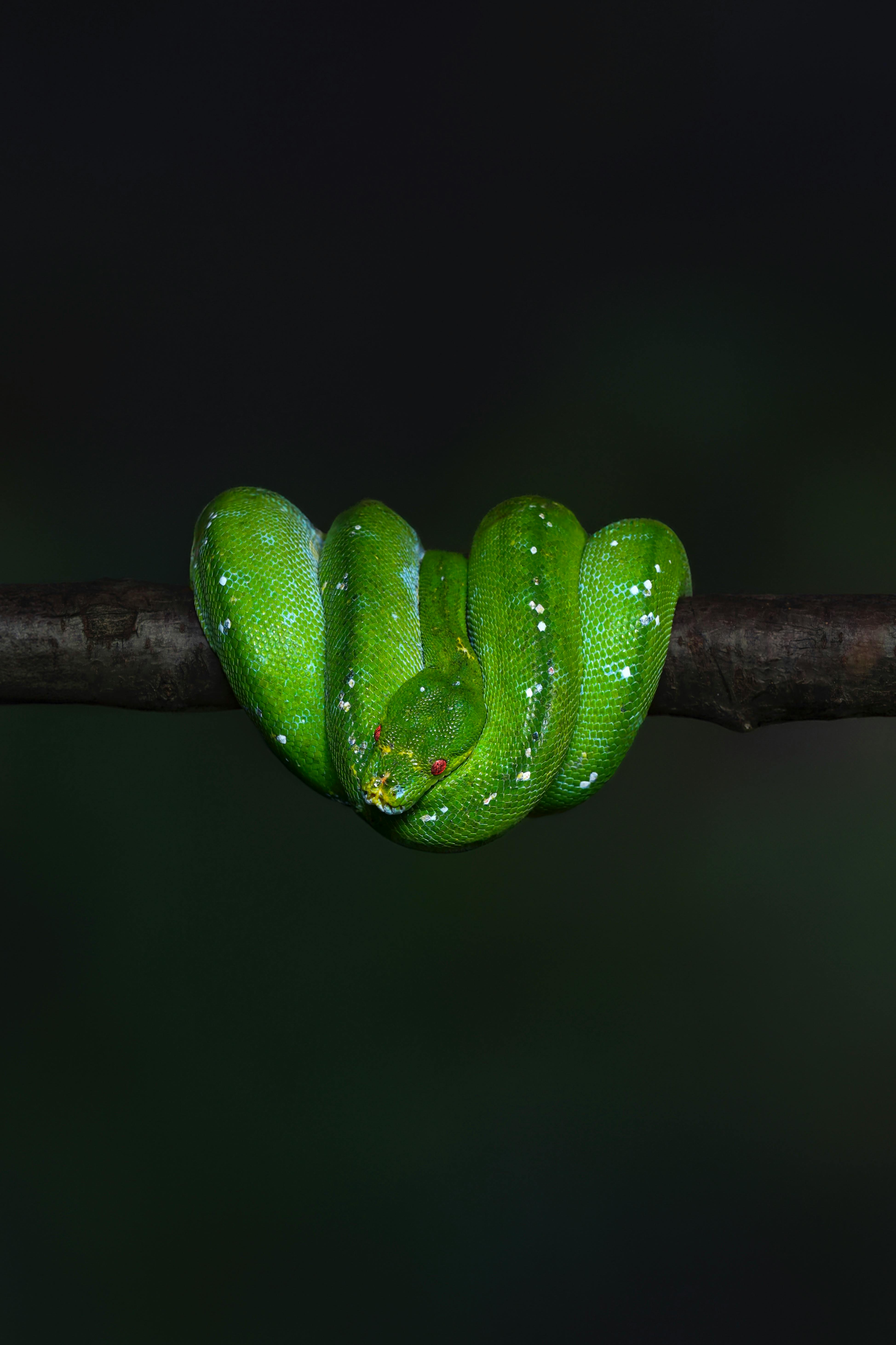 Jungle Background With Snakes Photos, Download The BEST Free Jungle ...