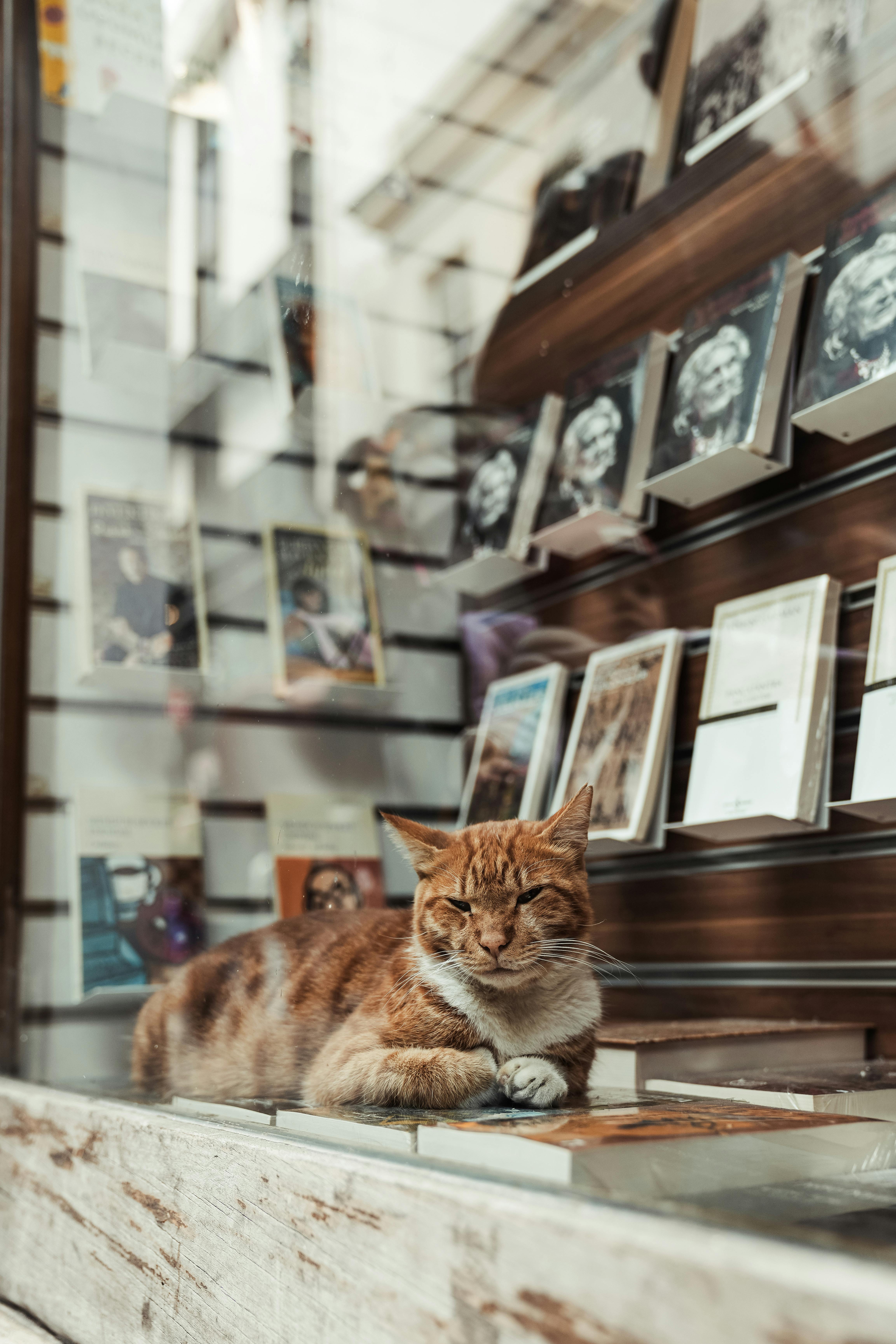 Cute Storefront Photos, Download The BEST Free Cute Storefront Stock ...