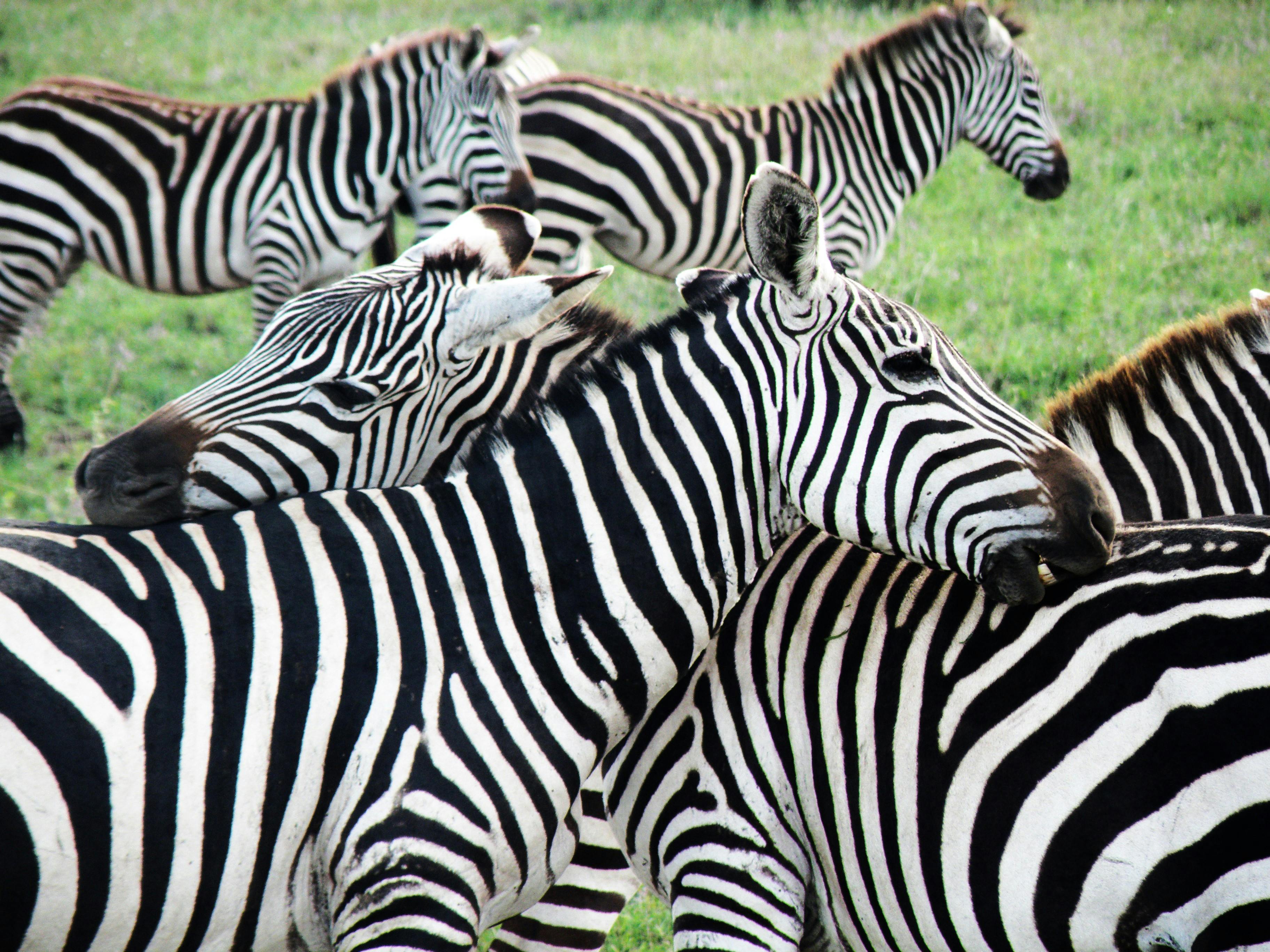Close-up of Zebra · Free Stock Photo