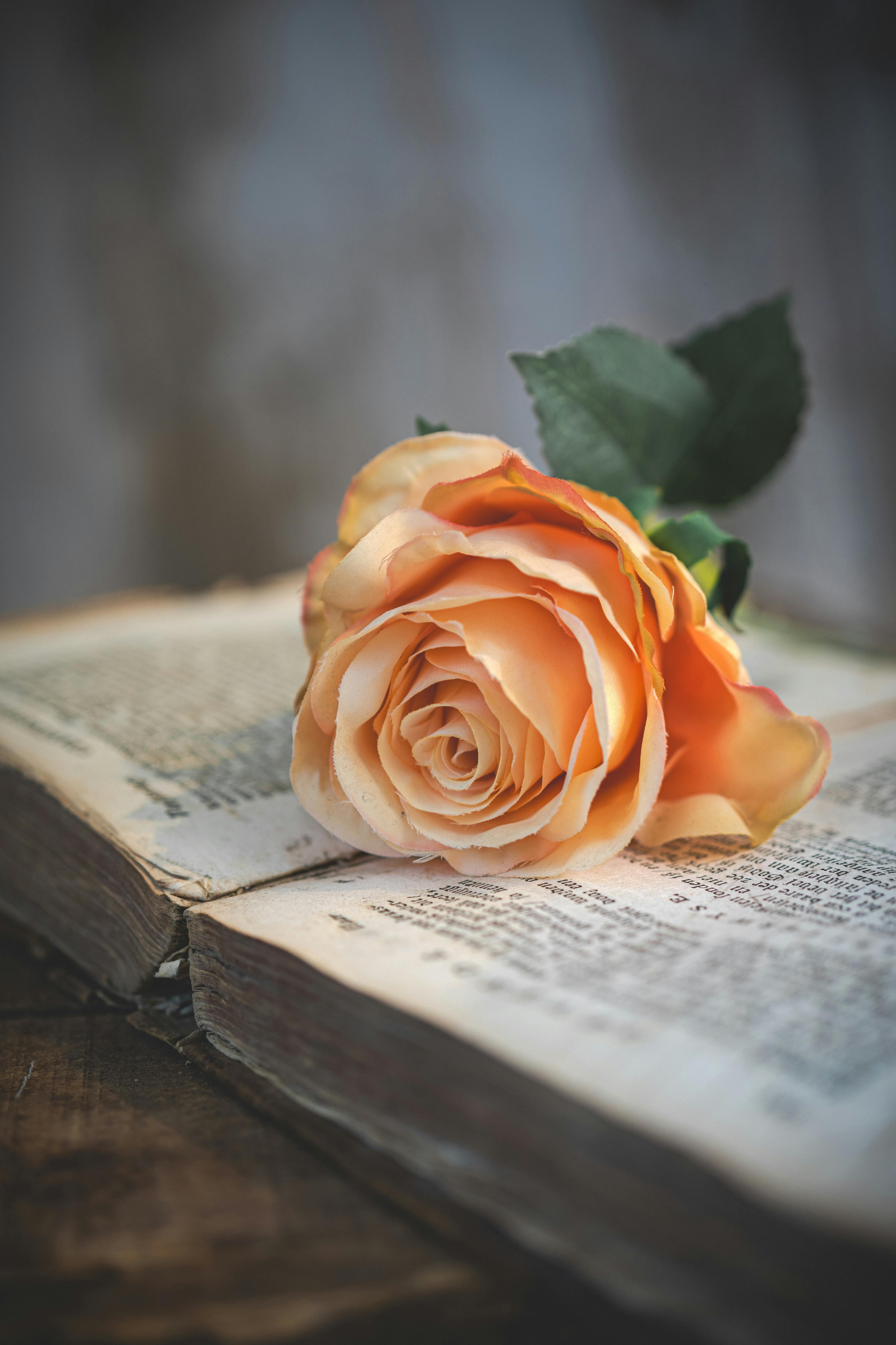 Pink Rose Flowers and Book · Free Stock Photo
