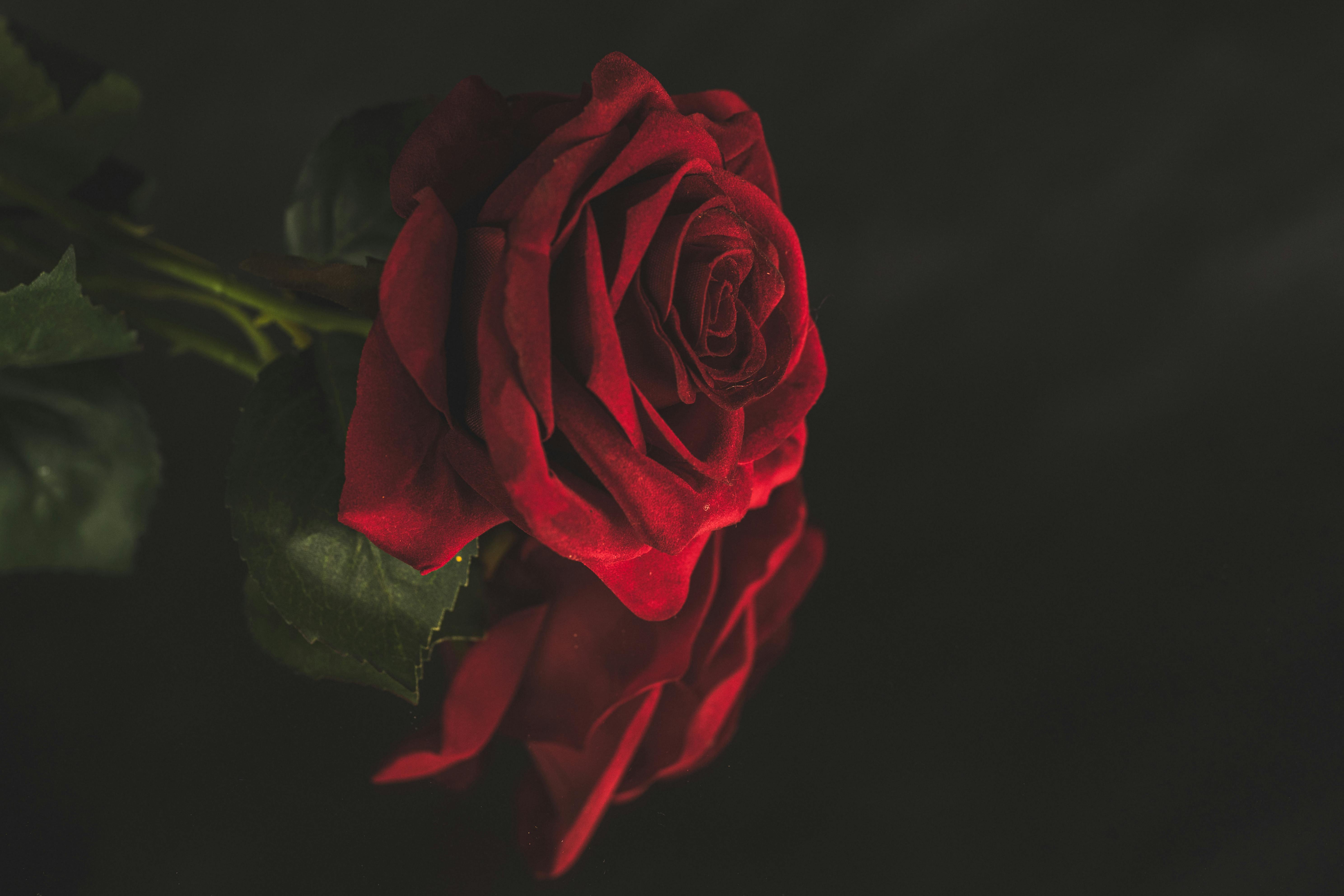 Close-up of a Red Rose Lying on a Mirror · Free Stock Photo