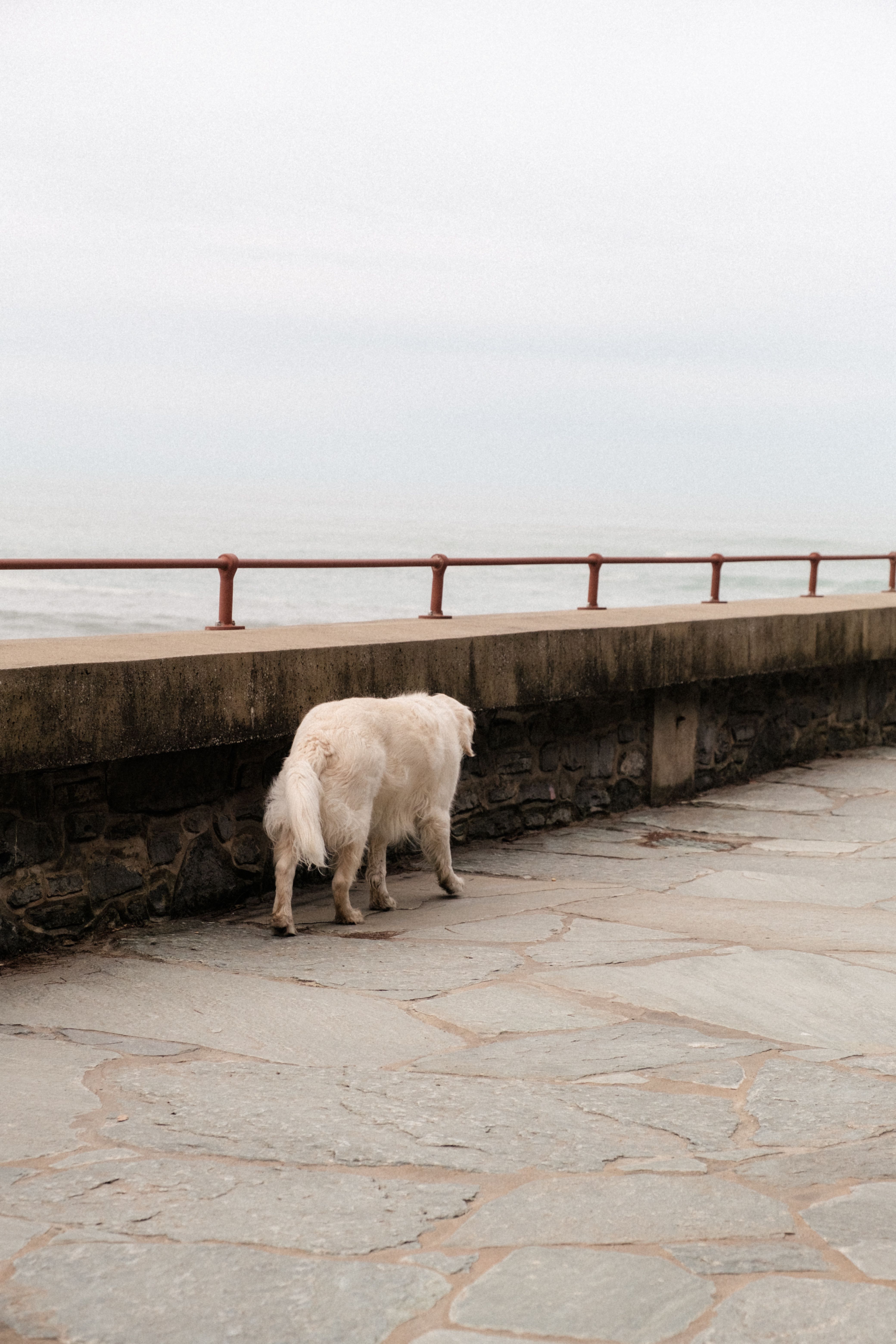 Dog near Wall on Sea Coast · Free Stock Photo