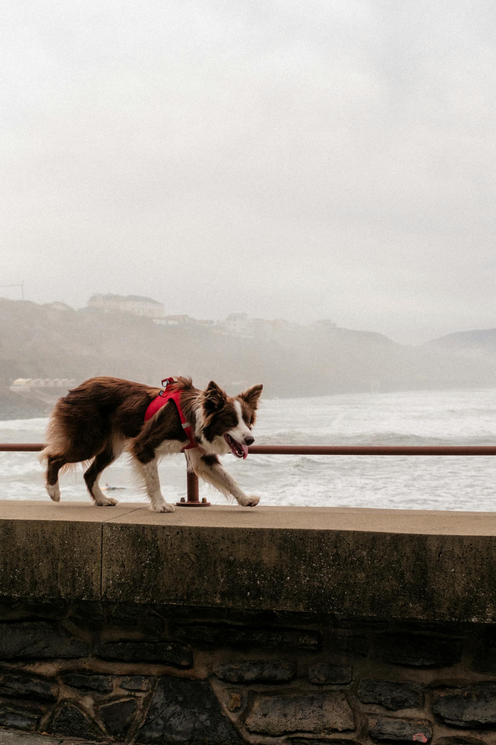 Bad Dog Photos, Download The BEST Free Bad Dog Stock Photos & HD Images