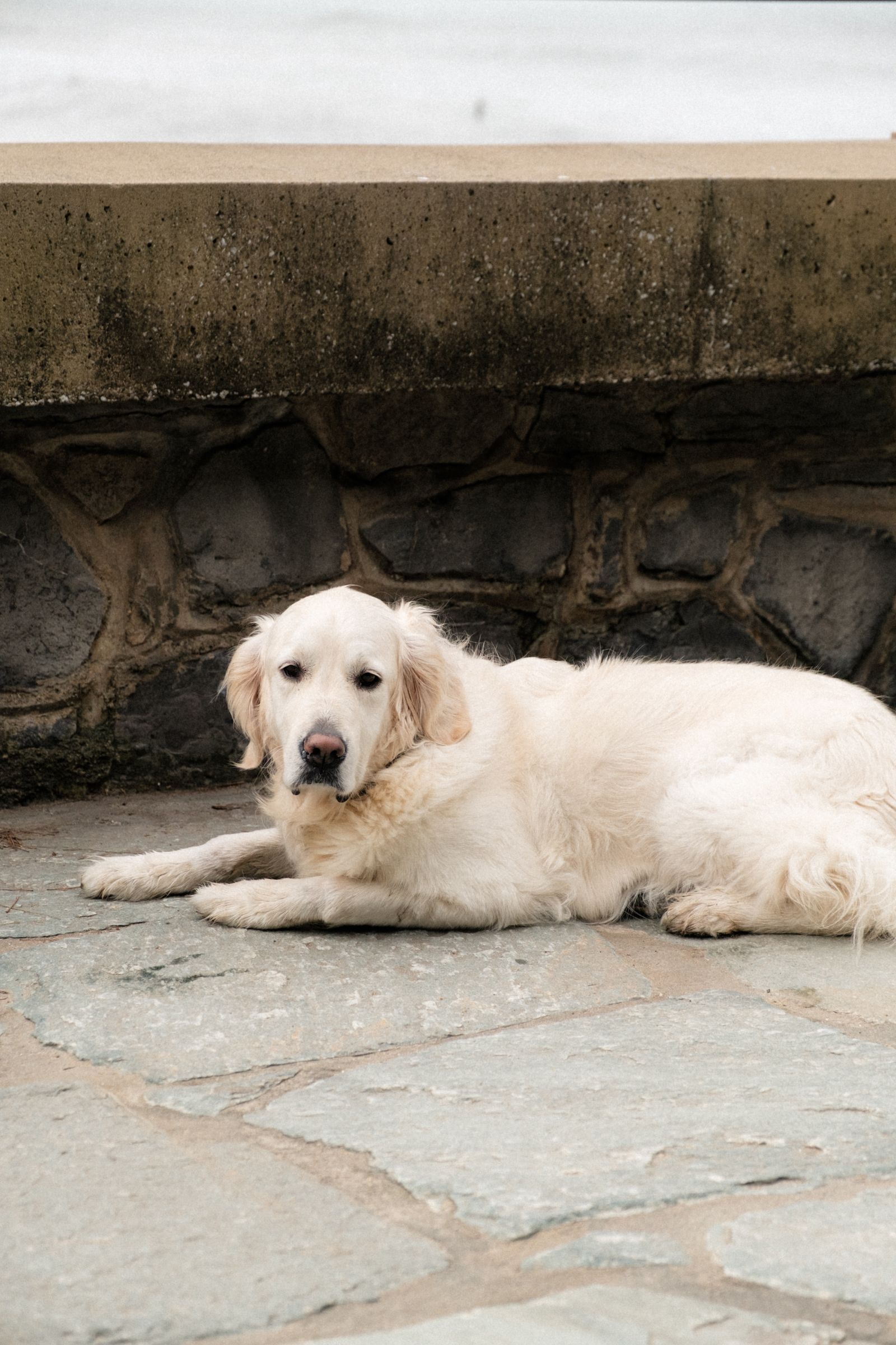 Bad Dog Photos, Download The BEST Free Bad Dog Stock Photos & HD Images