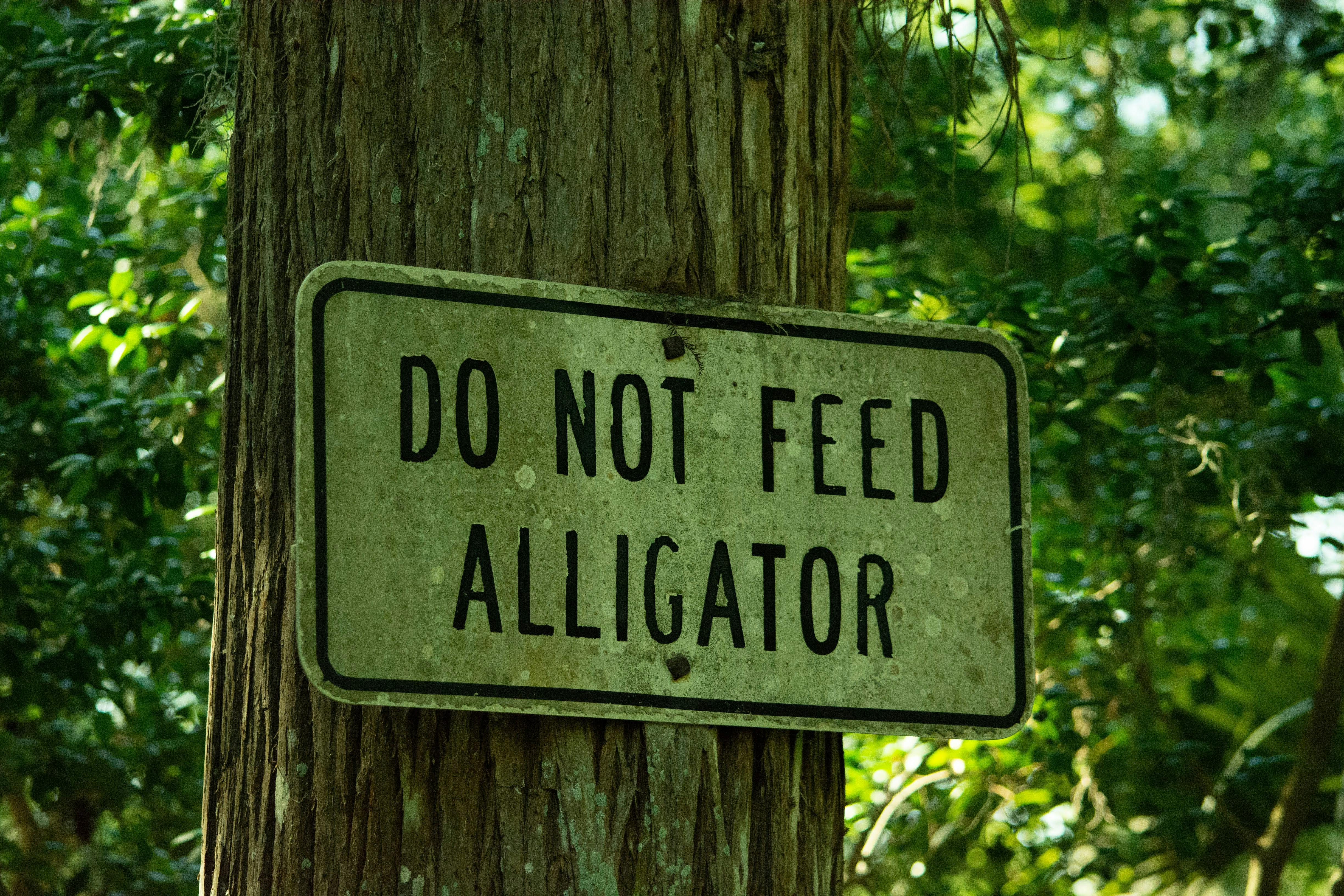 A sign that says do not feed alligator · Free Stock Photo