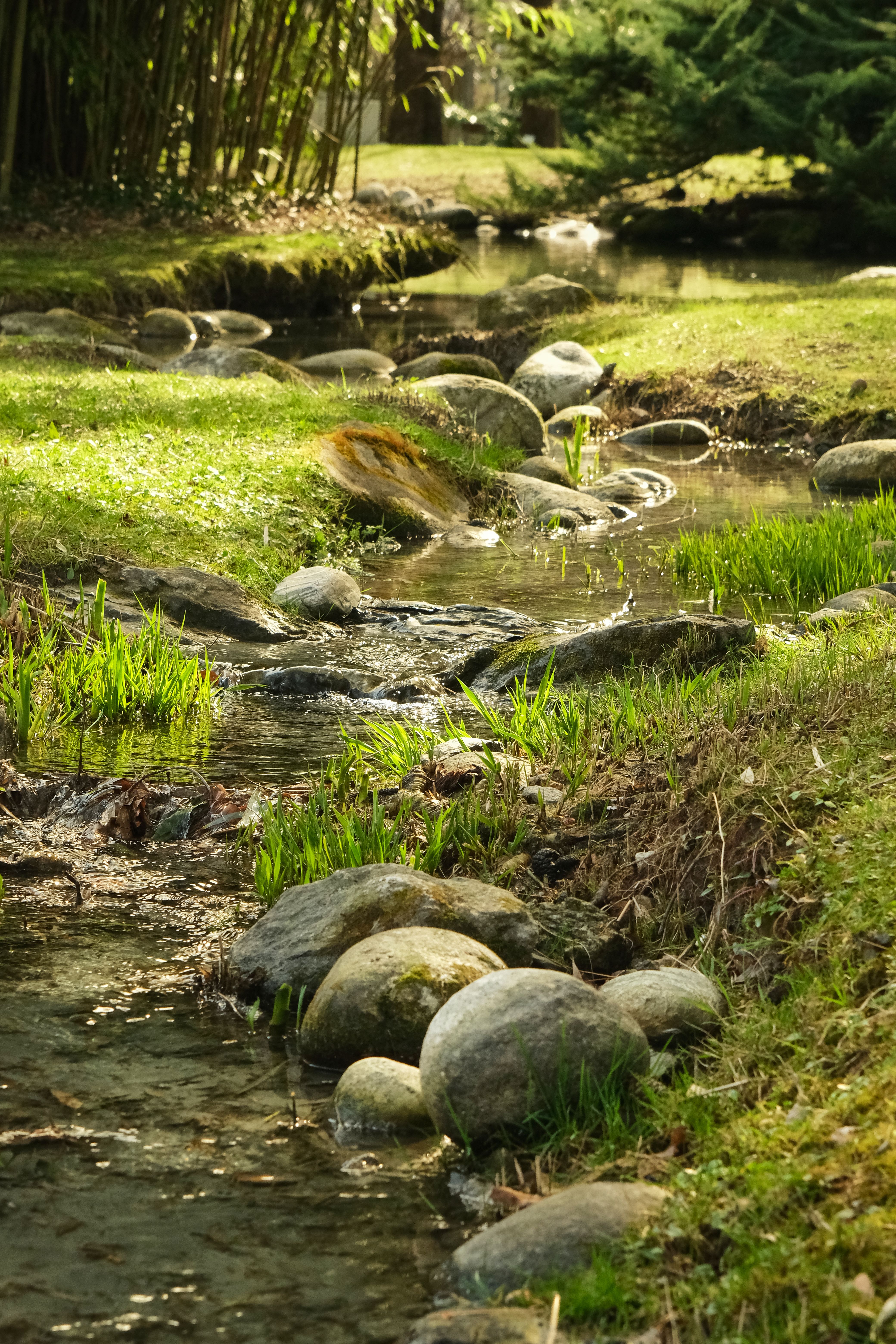 View of a Stream · Free Stock Photo