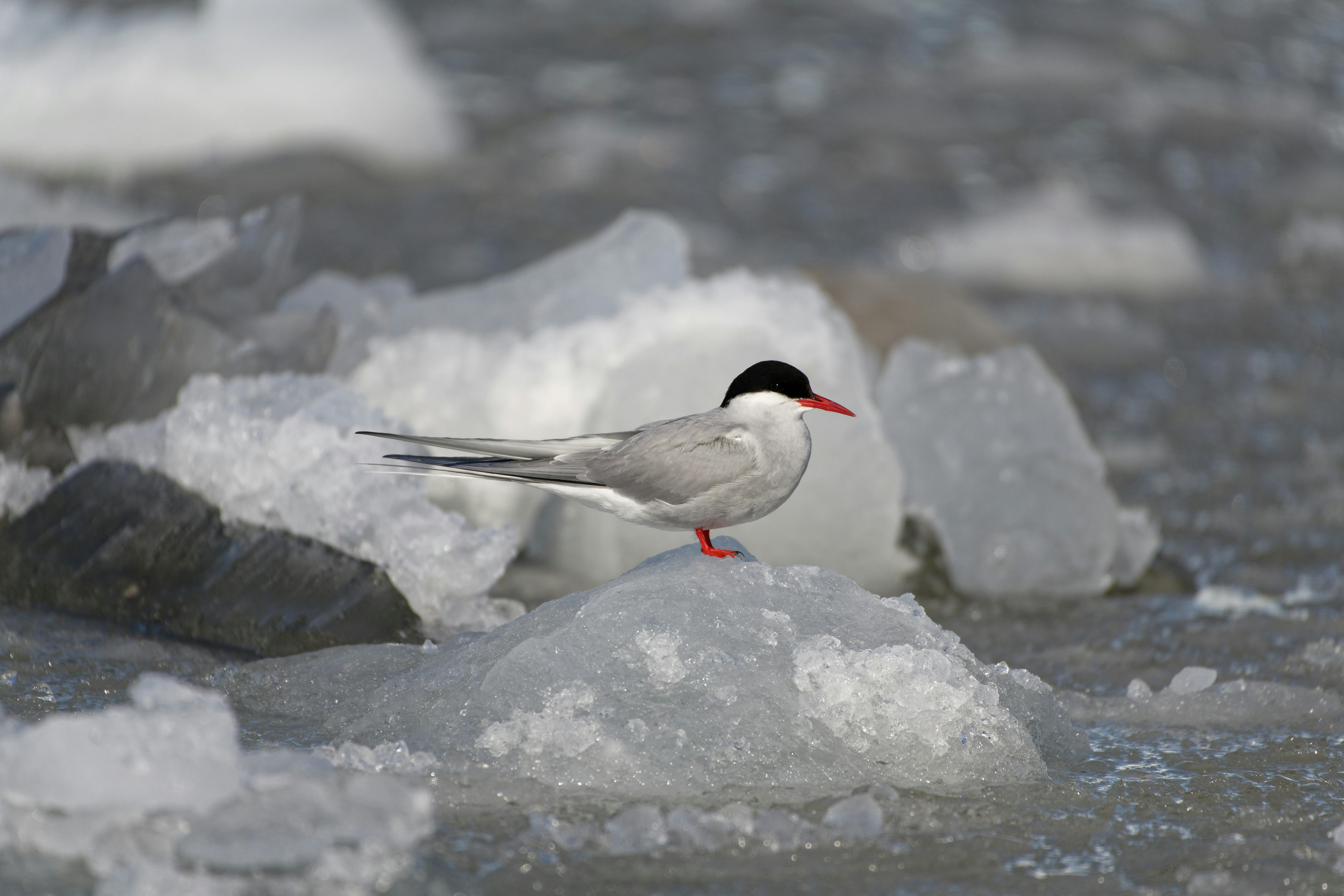 Close up of an Arctic Tern · Free Stock Photo