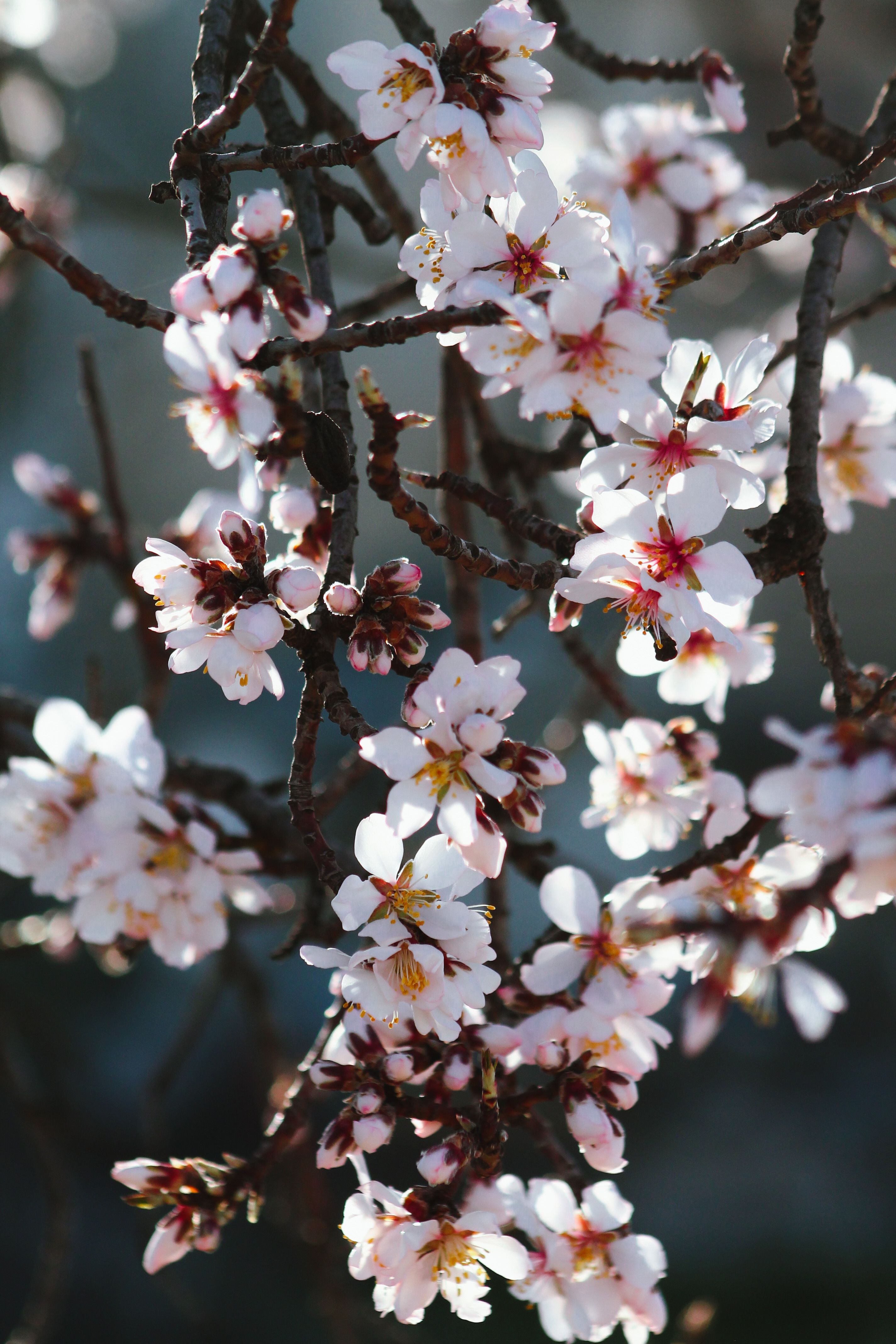 Almond tree blooming in the spring · Free Stock Photo