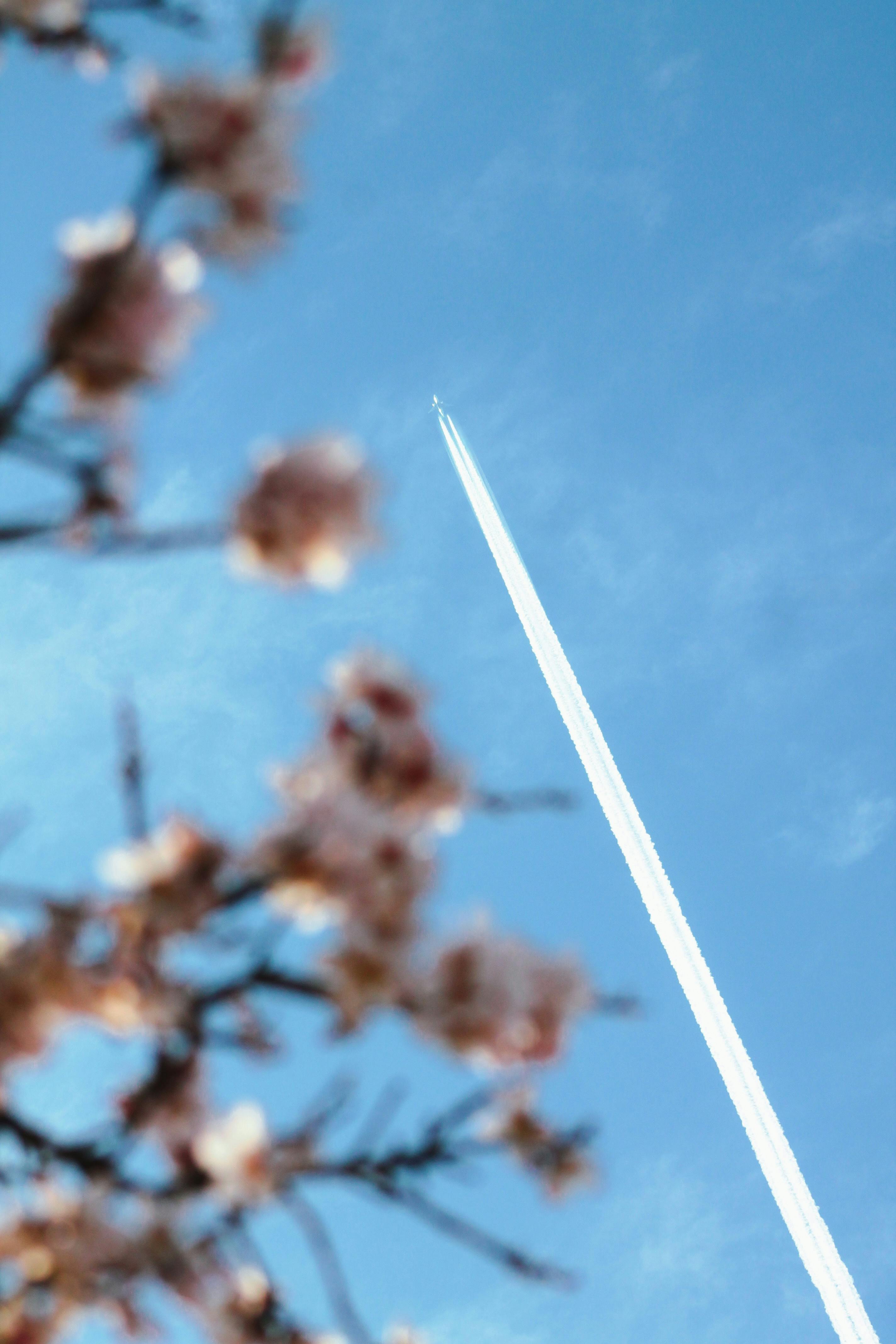Plane Flying Through Blue Sky and Cherry Blossom Tree · Free Stock Photo