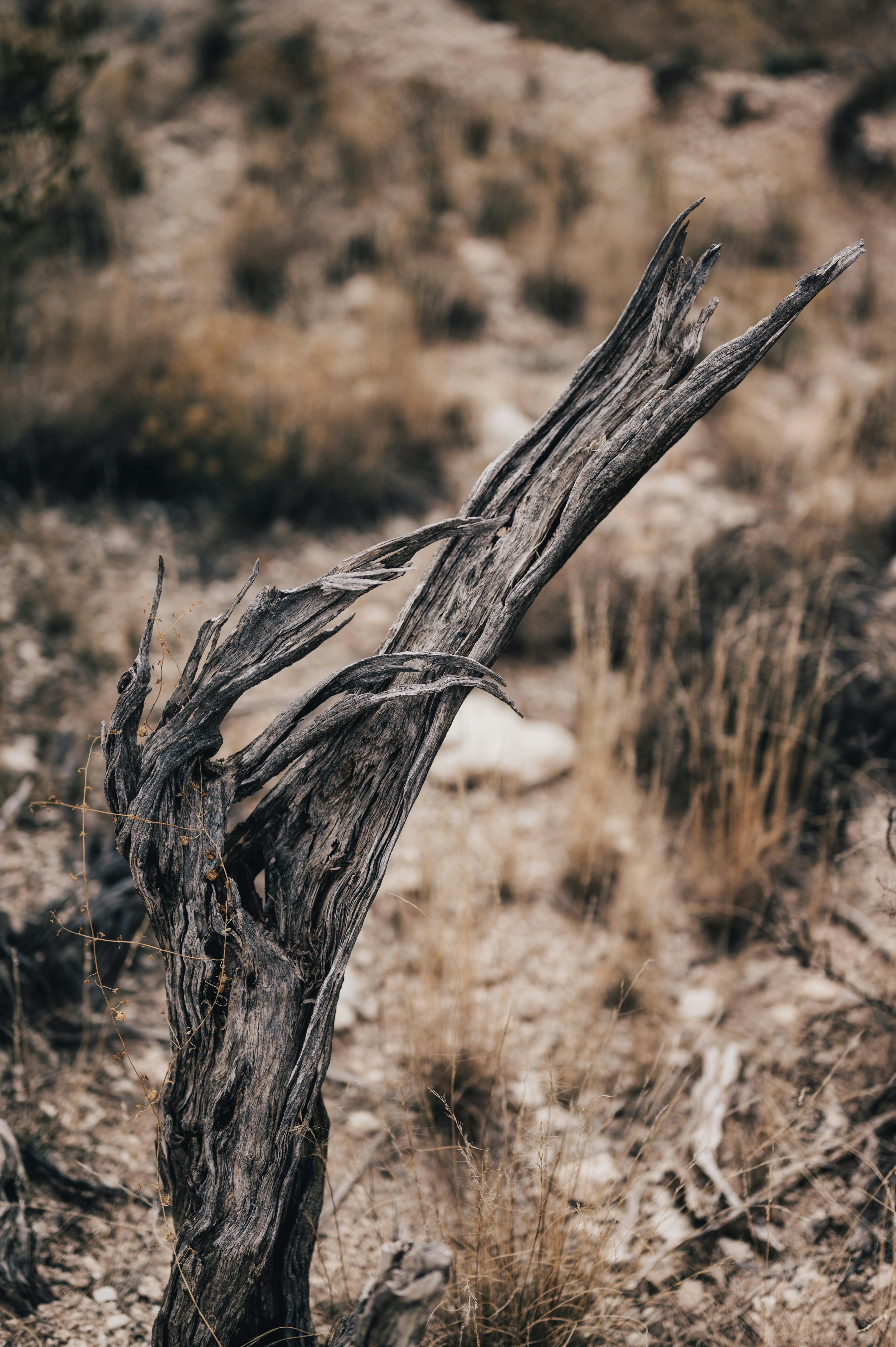 Withered Branch on Grassland · Free Stock Photo