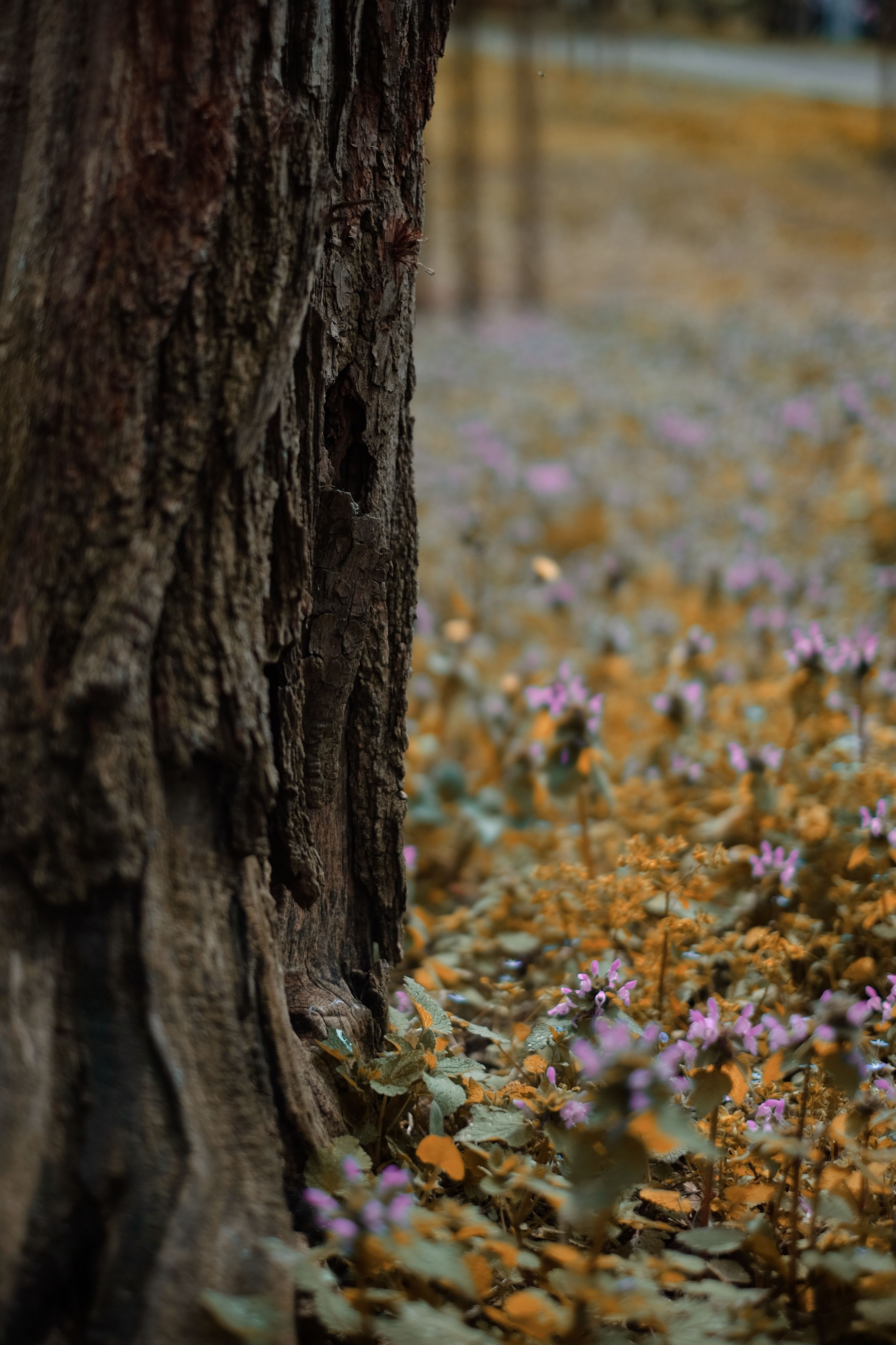 Flowers around Tree on Meadow · Free Stock Photo